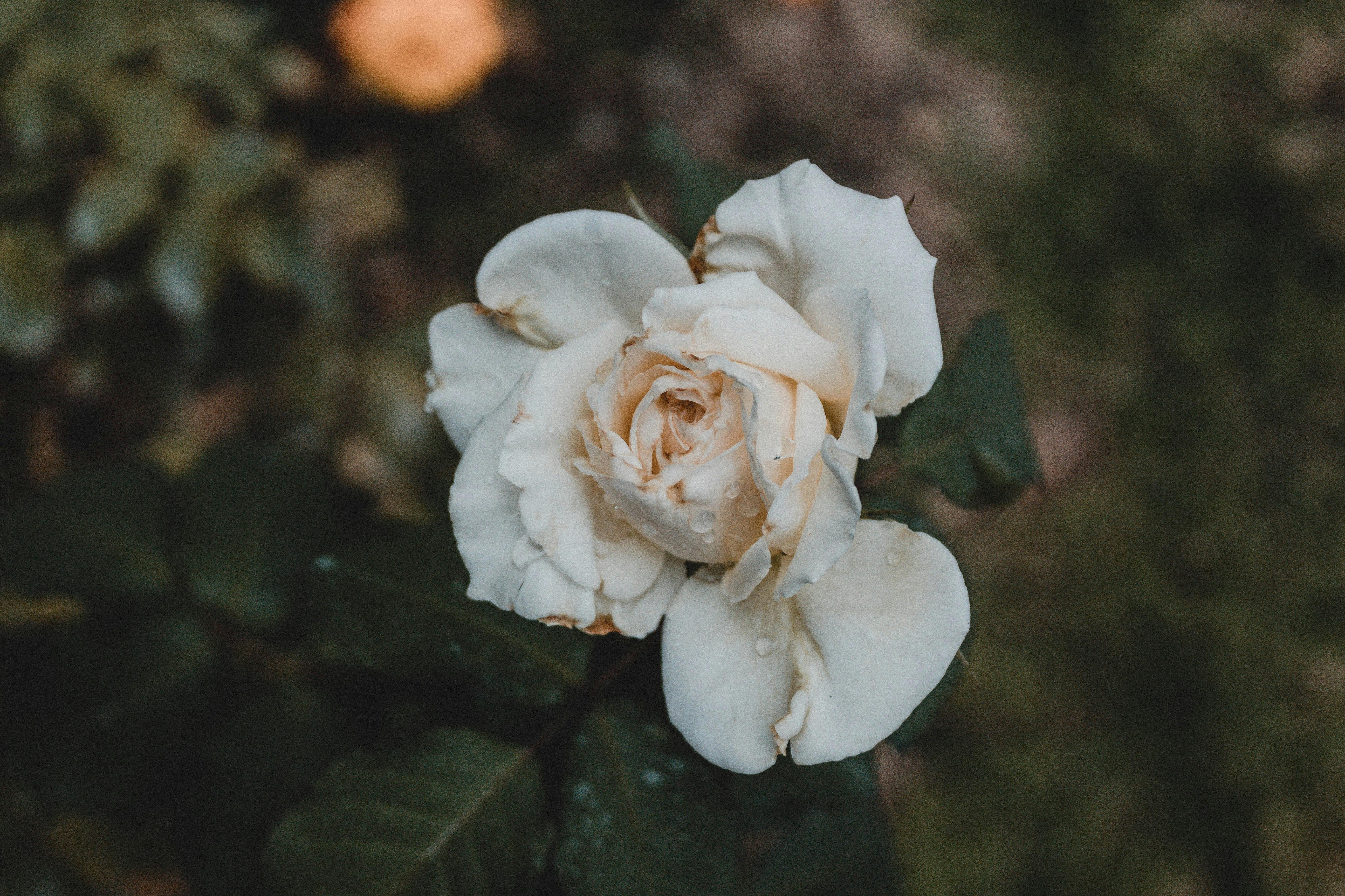 A White Rose in Full Bloom · Free Stock Photo