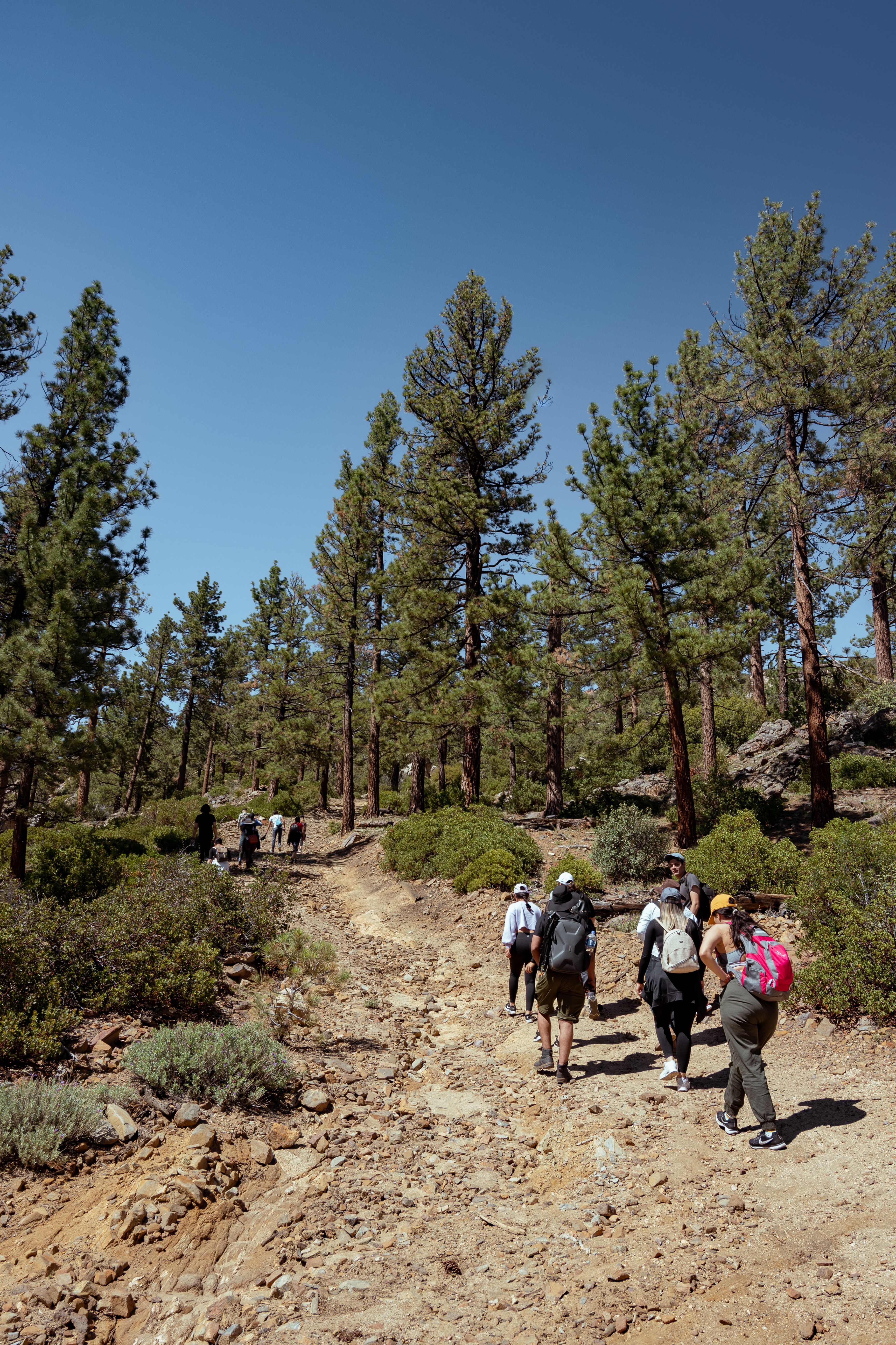 People Hiking in a Forest · Free Stock Photo