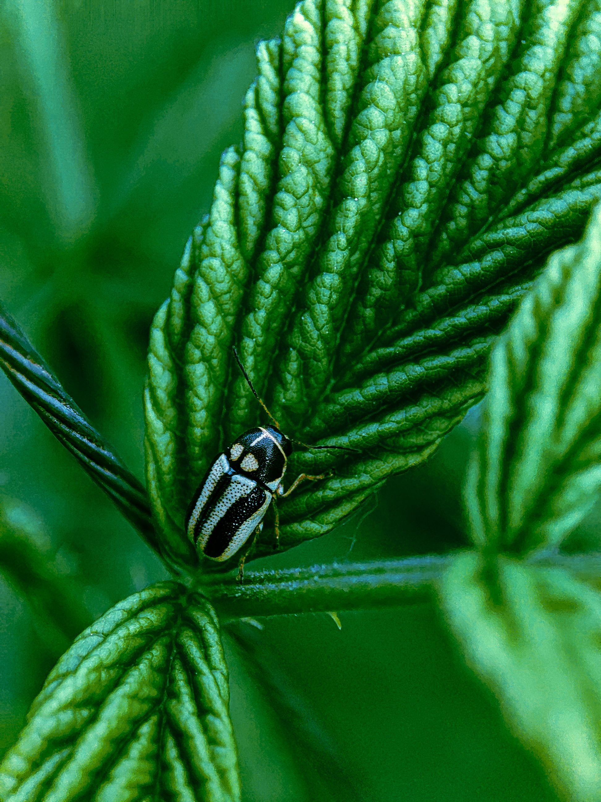 Asian Beetle Photos, Download The BEST Free Asian Beetle Stock Photos ...