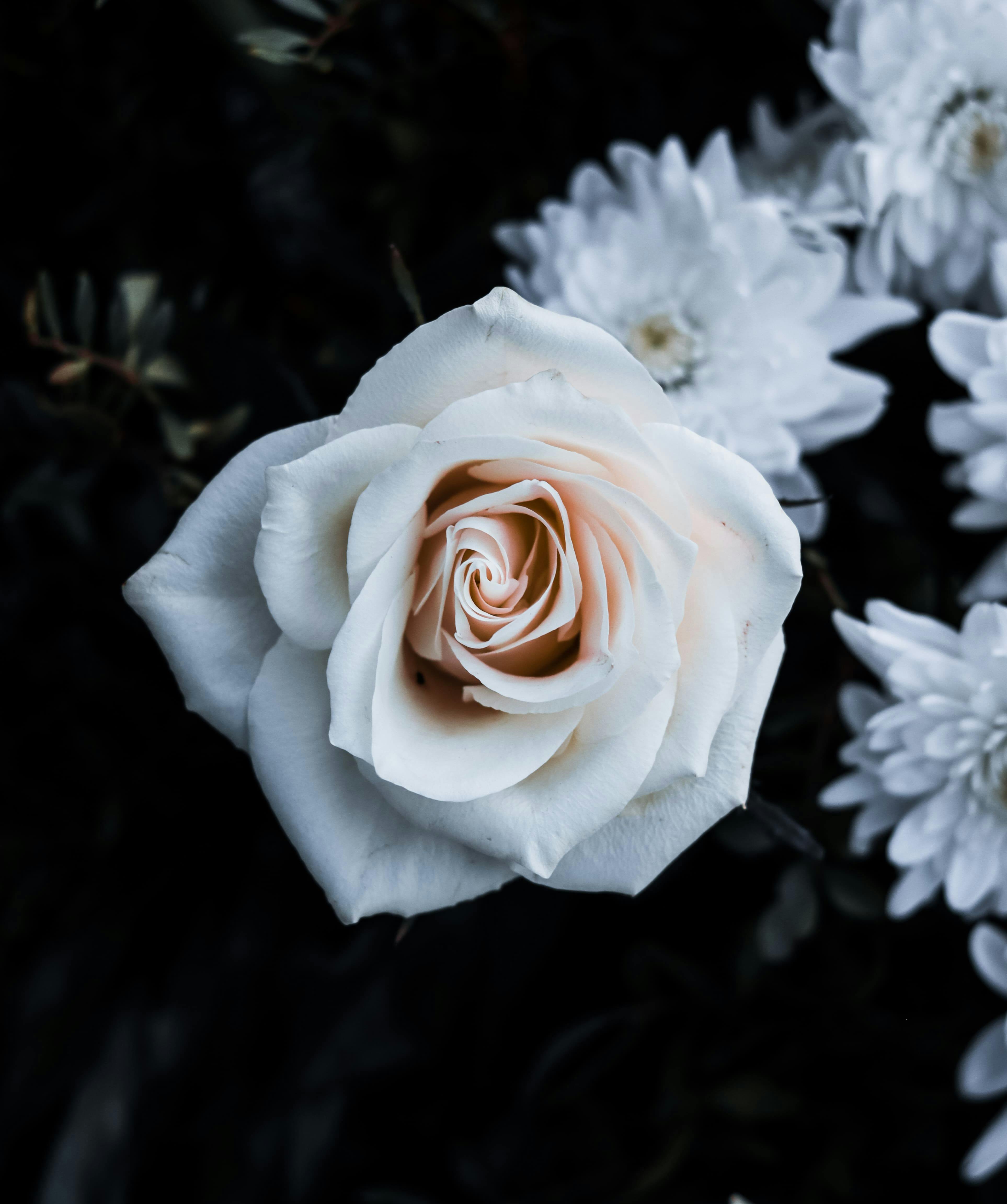 White Rose in a Garden · Free Stock Photo