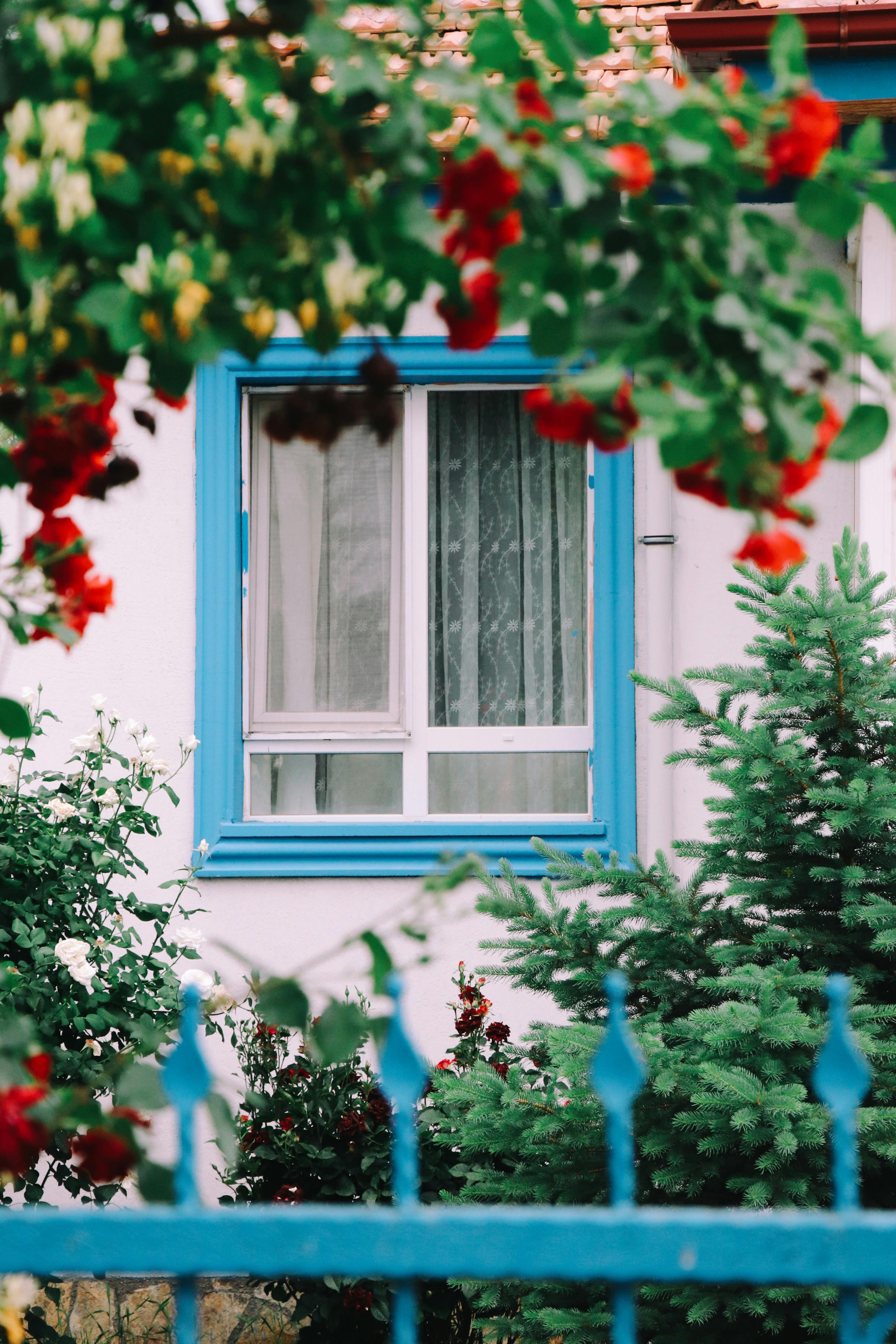 Window on the Summer Garden · Free Stock Photo
