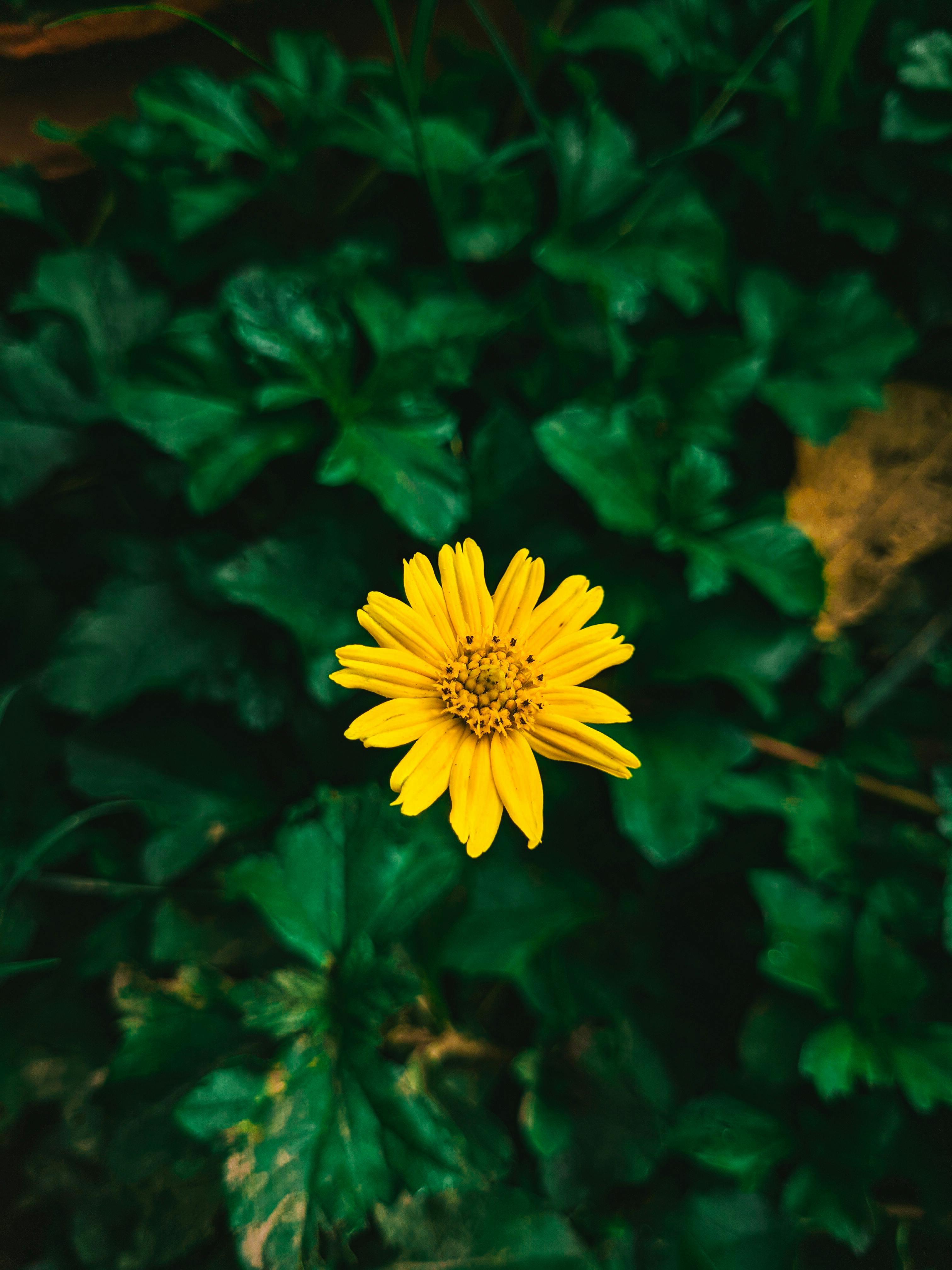 Wedelia Chinensis Photos, Download The BEST Free Wedelia Chinensis ...