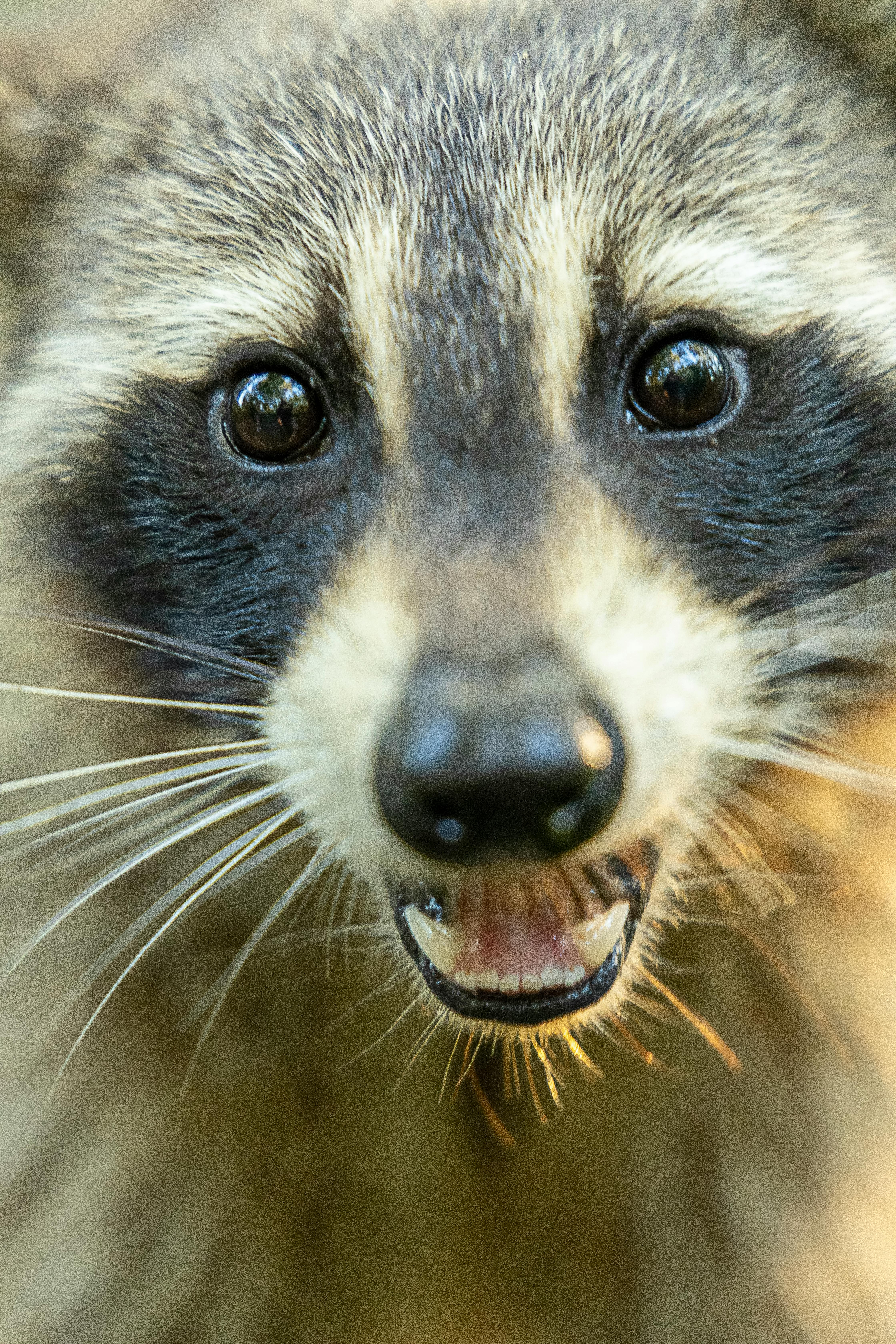 Brown Raccoon in Close-up Photography · Free Stock Photo