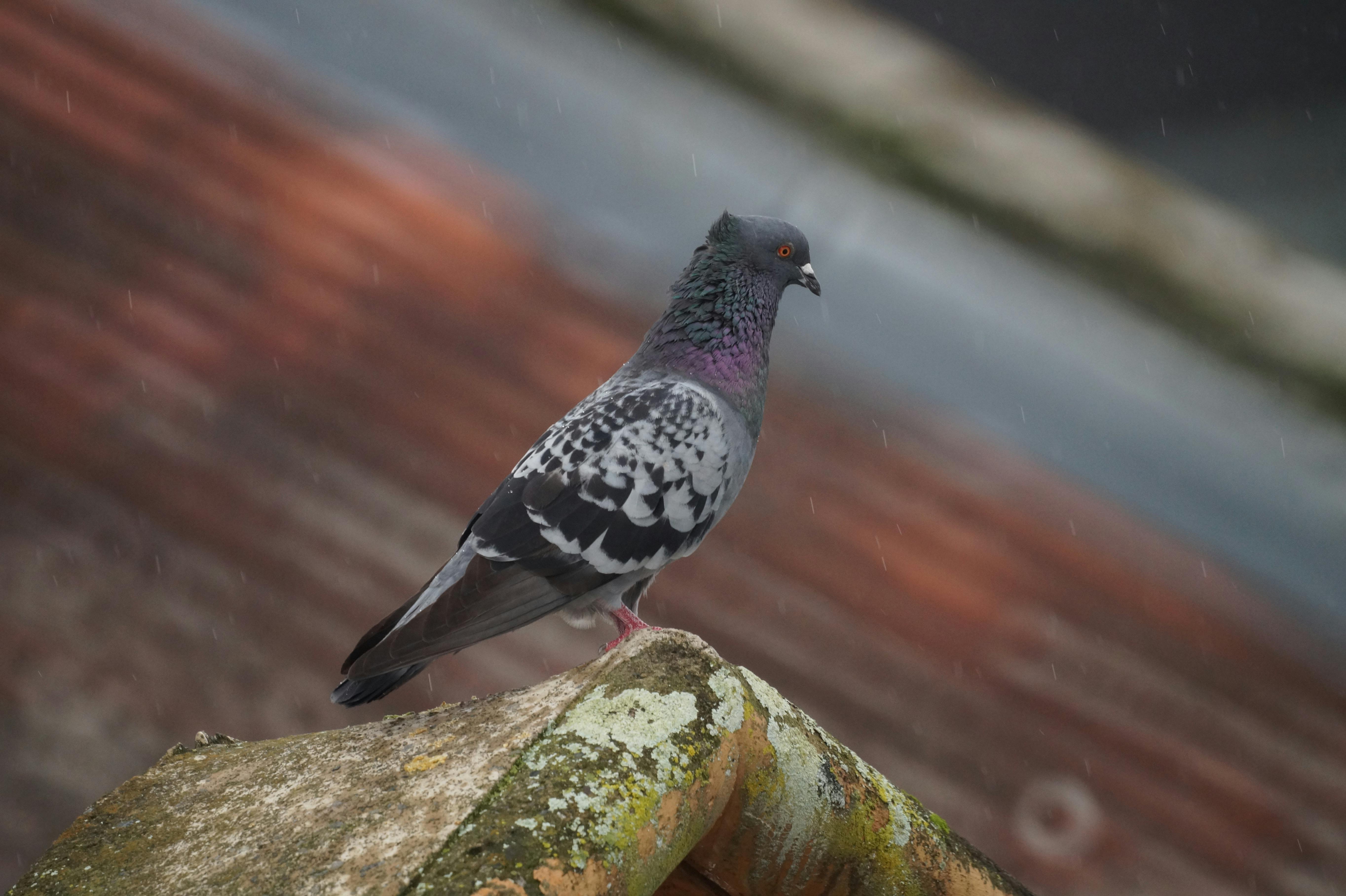 Pigeon Background Photos, Download The BEST Free Pigeon Background ...