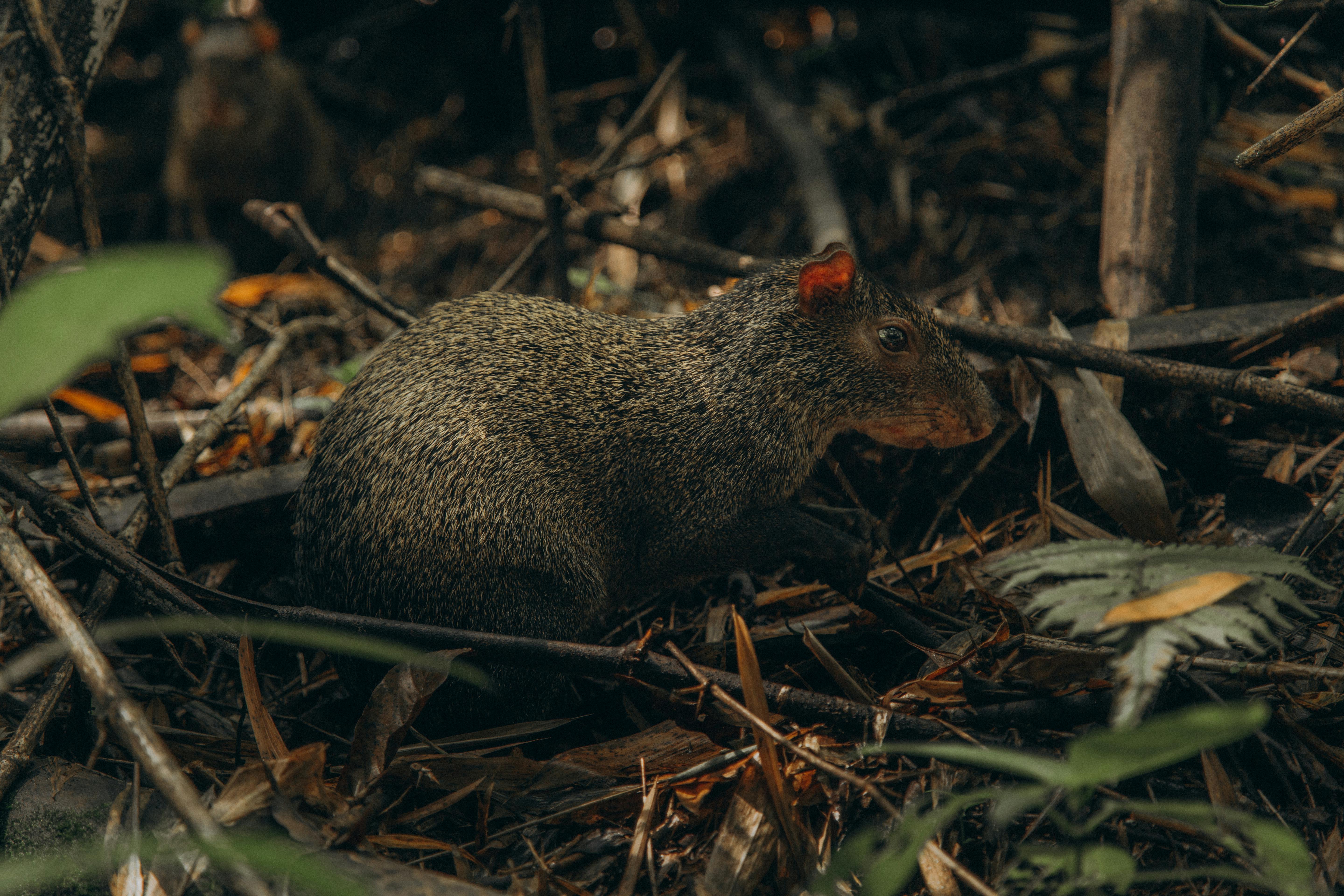 Agouti Photos, Download The BEST Free Agouti Stock Photos & HD Images