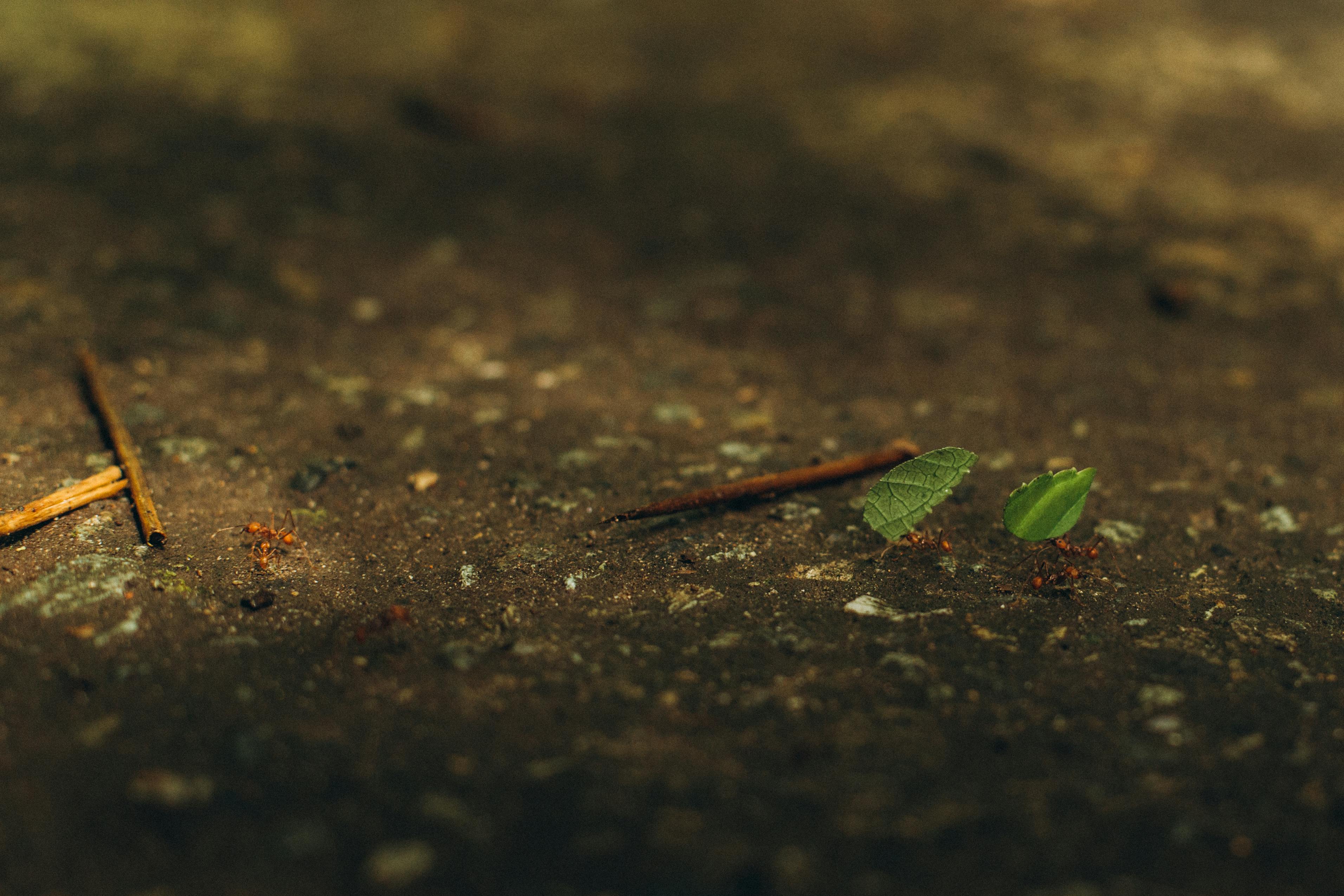 Sticks On Ground Photos, Download The BEST Free Sticks On Ground Stock ...