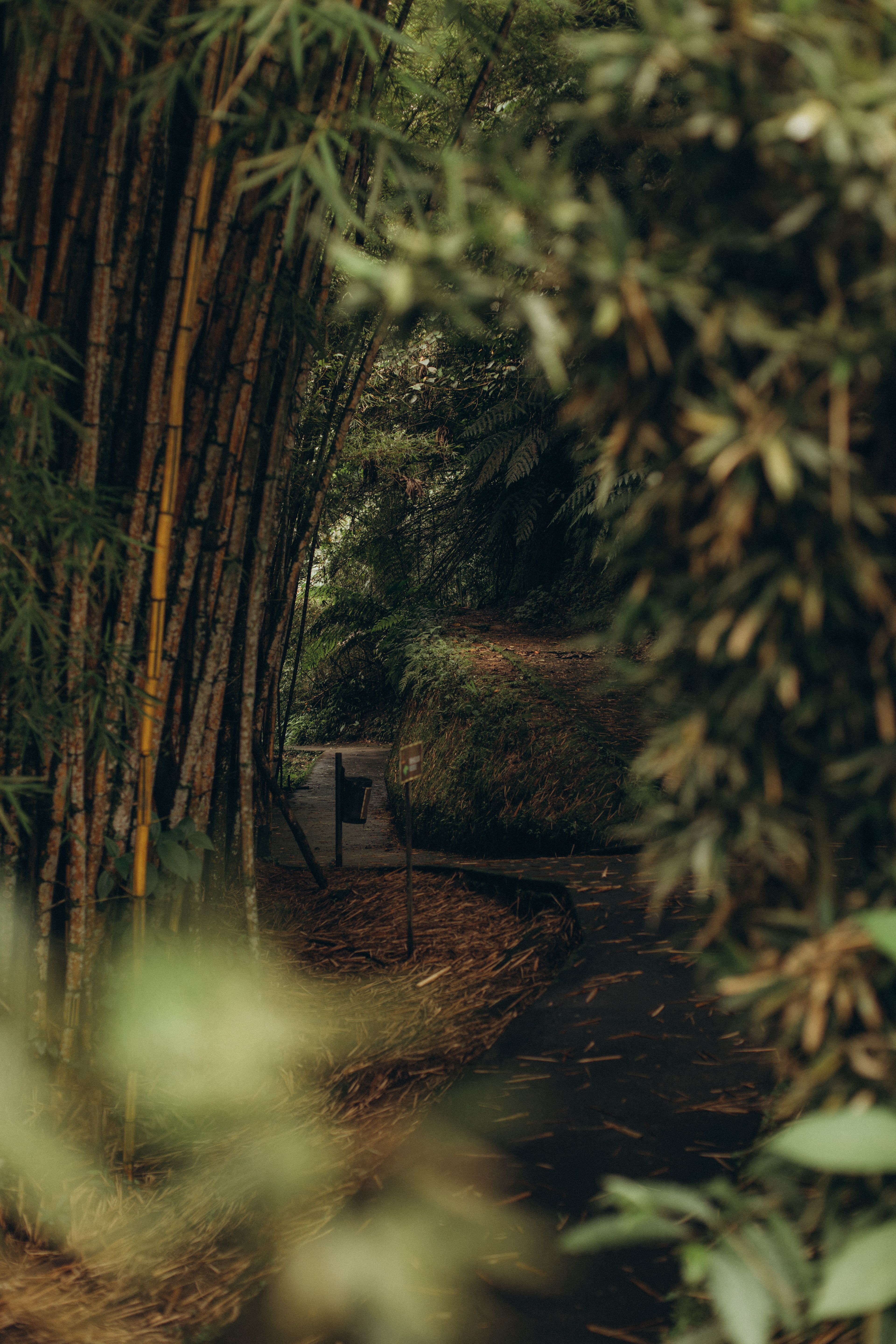 Narrow Pathway Between Green Trees · Free Stock Photo