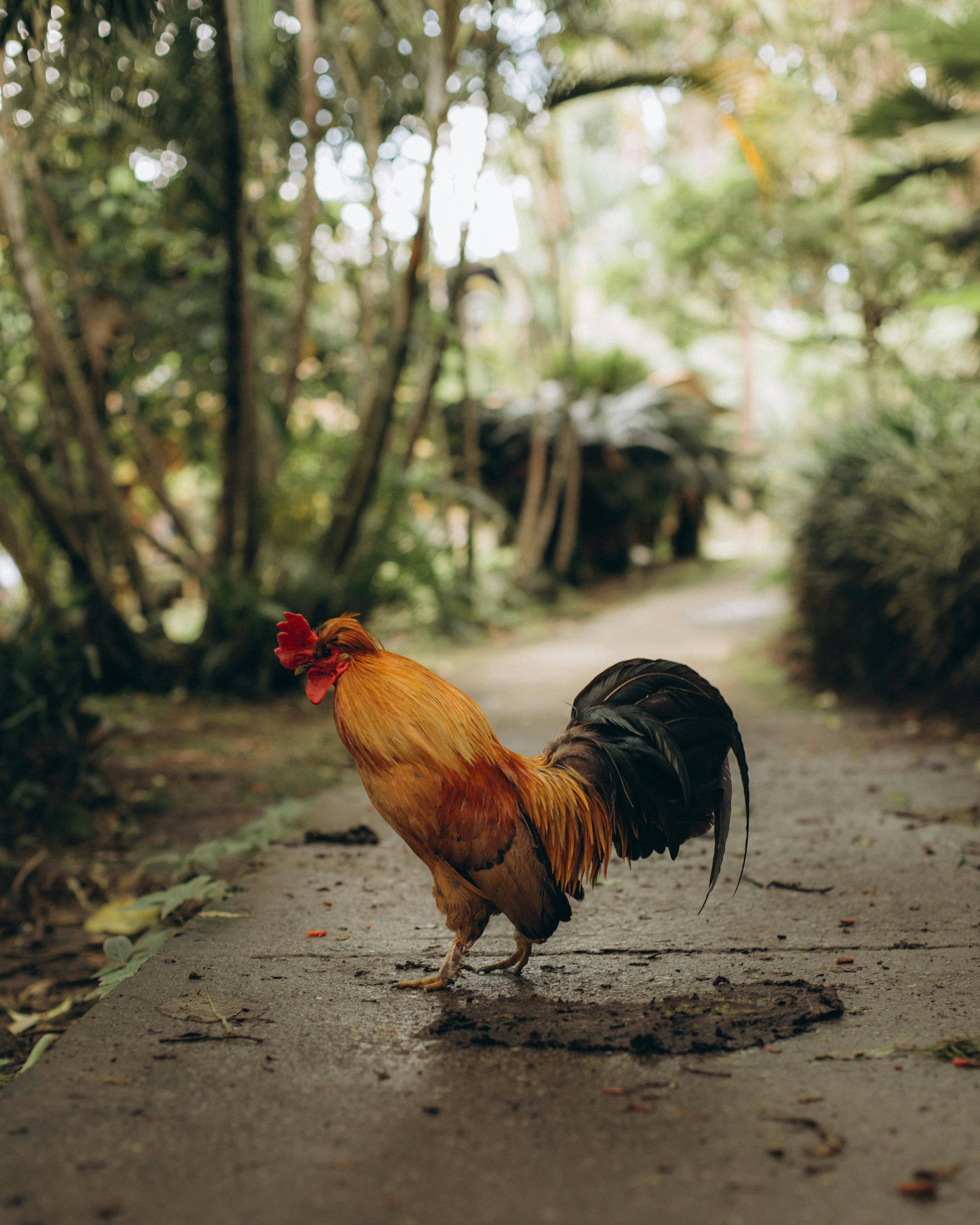 Tropical Rooster Photos, Download The BEST Free Tropical Rooster Stock ...