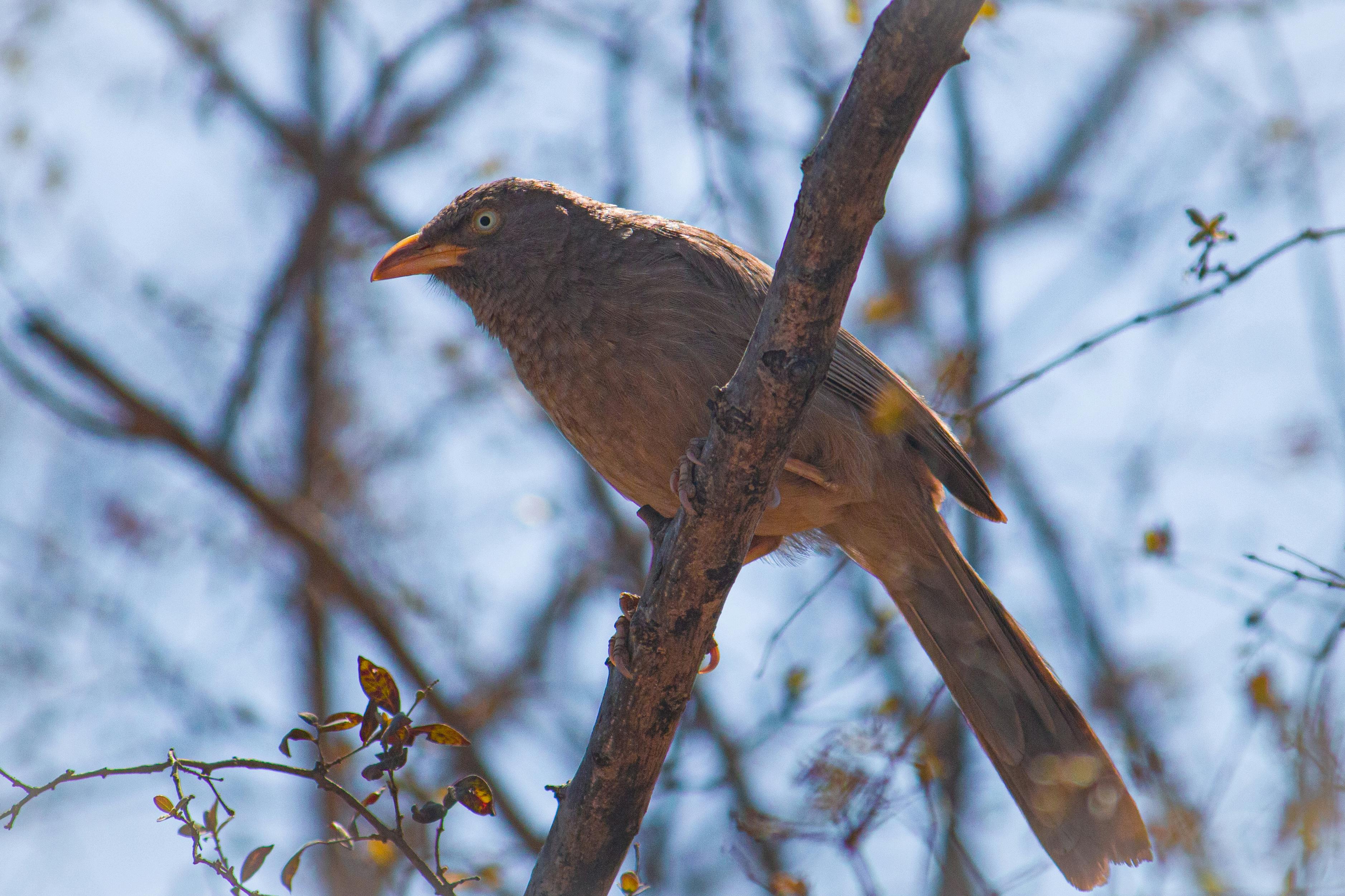 A Brown Bird on a Tree Branch · Free Stock Photo