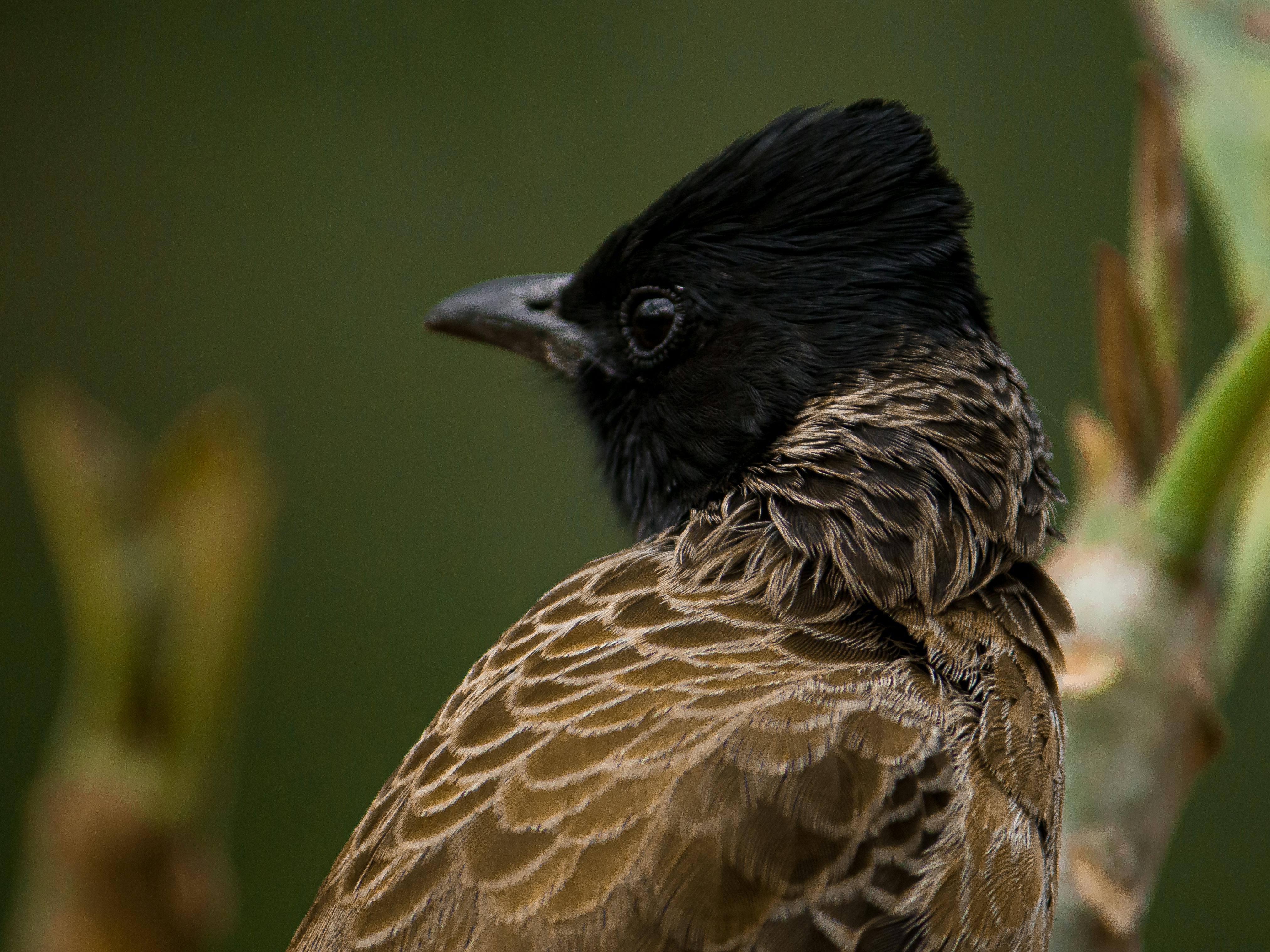 Exotic Bird Flying in Nature · Free Stock Photo
