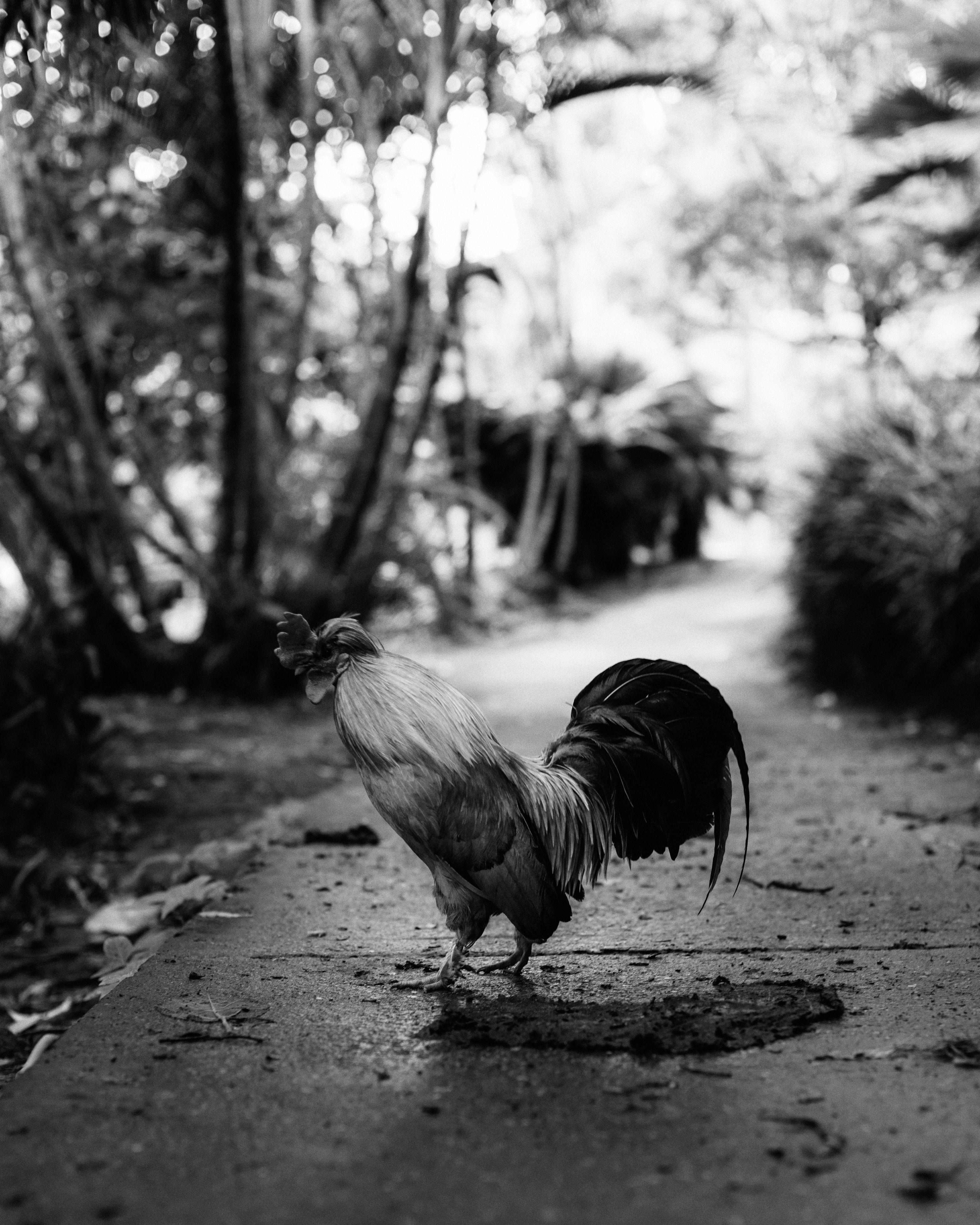 Black Rooster Photos, Download The BEST Free Black Rooster Stock Photos ...