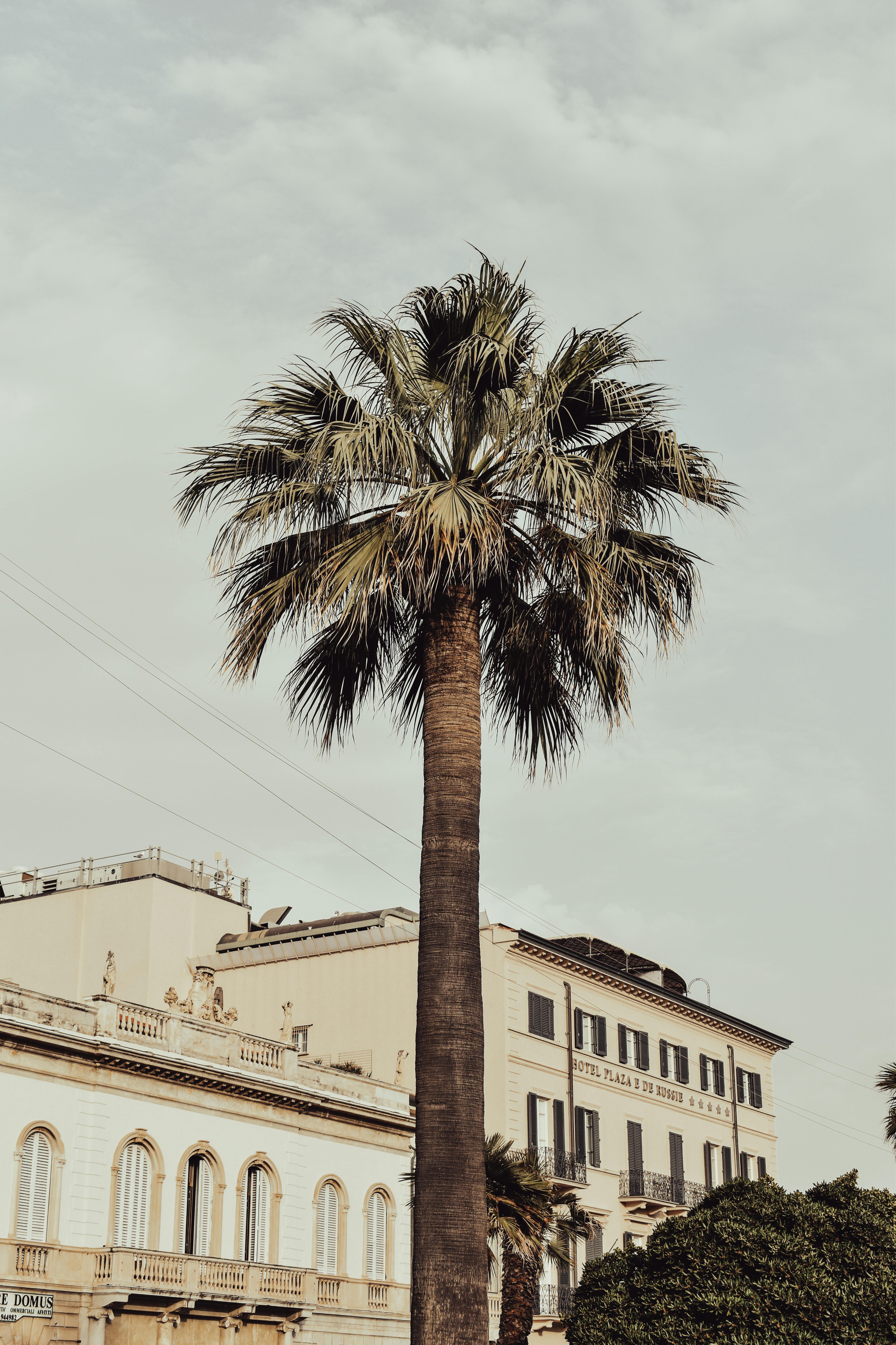 A Tall Palm Tree Near Building · Free Stock Photo