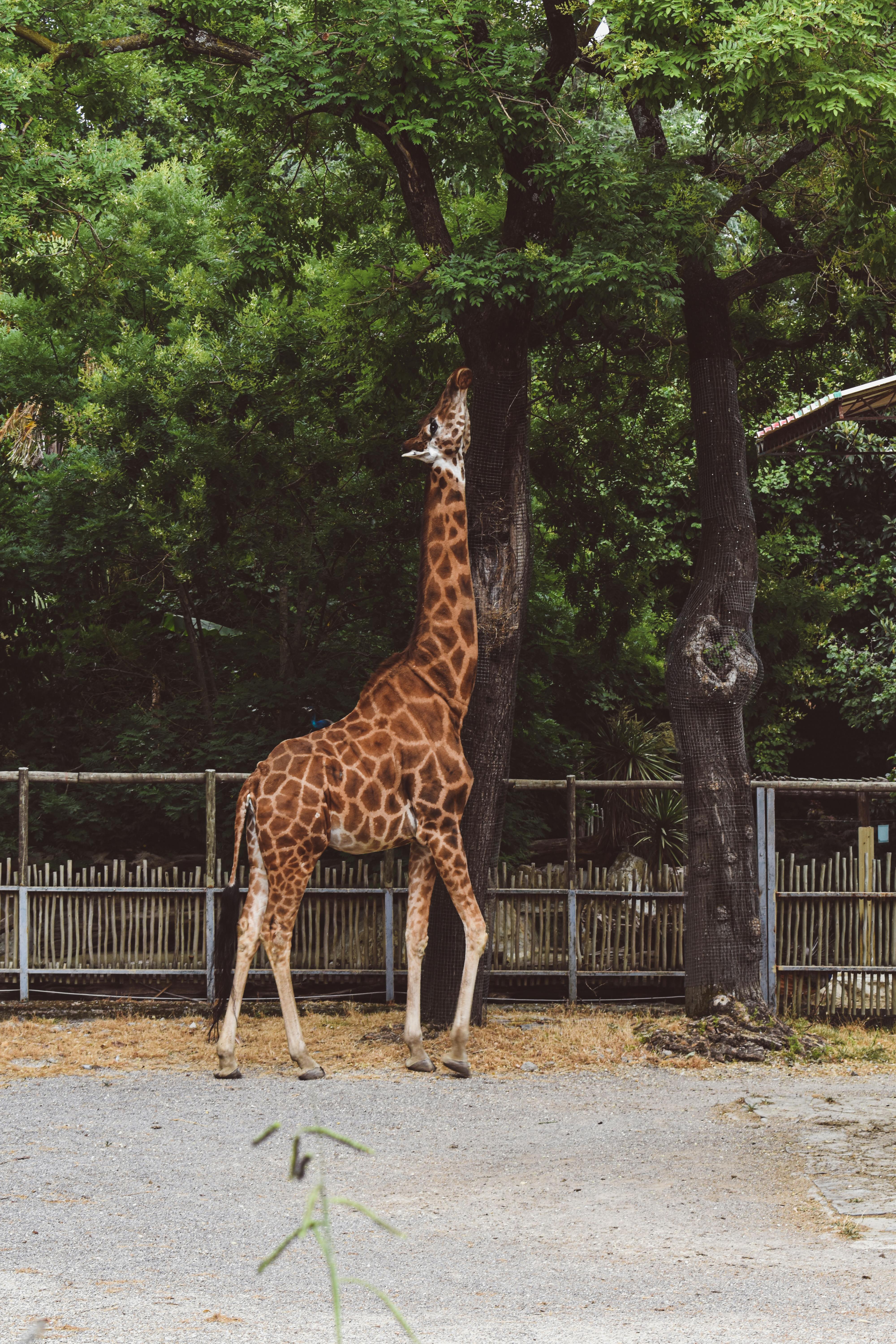 Giraffe Reaching Tree Leaves · Free Stock Photo