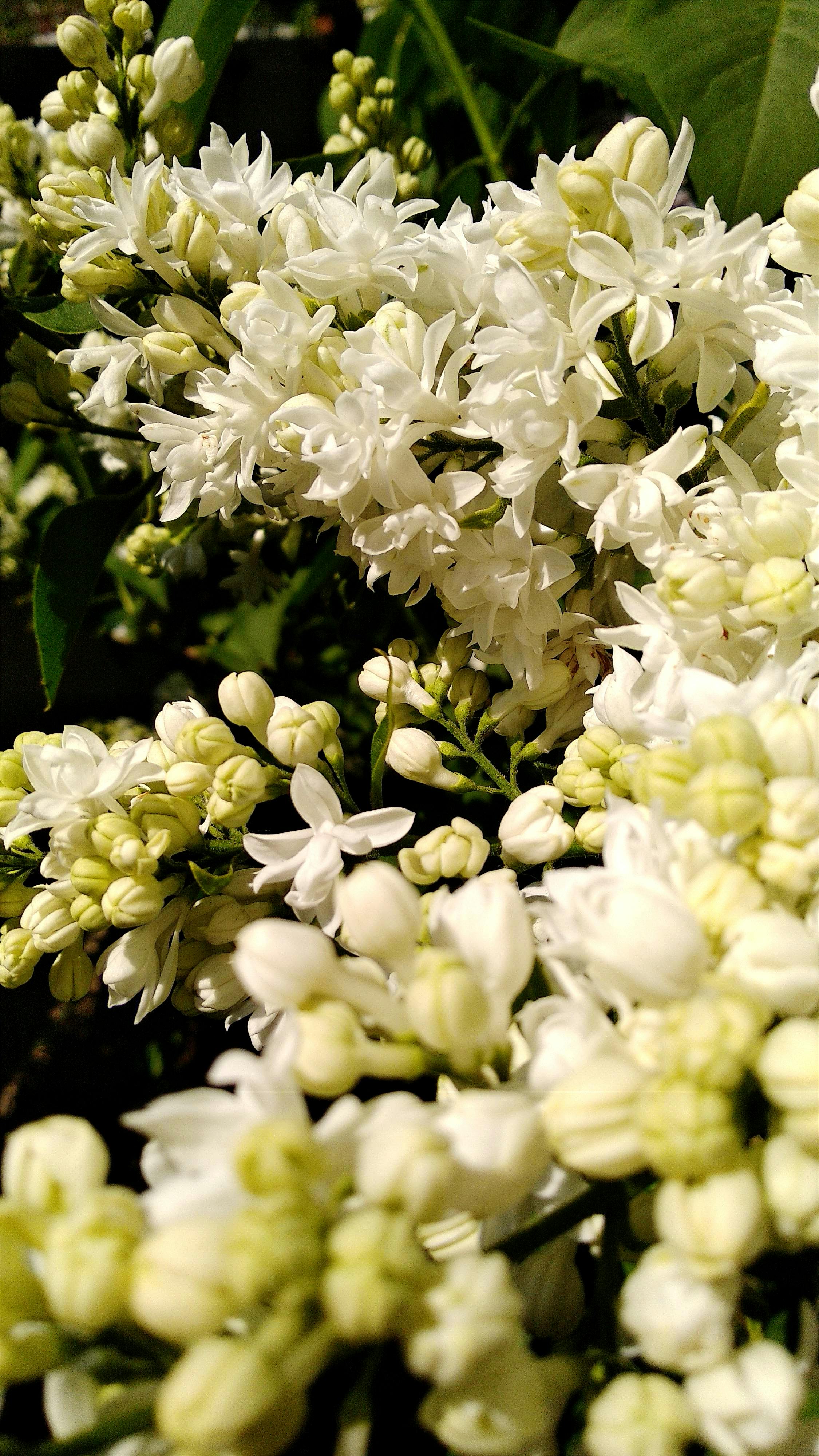 Shrub Photos, Download The BEST Free Shrub Stock Photos & HD Images