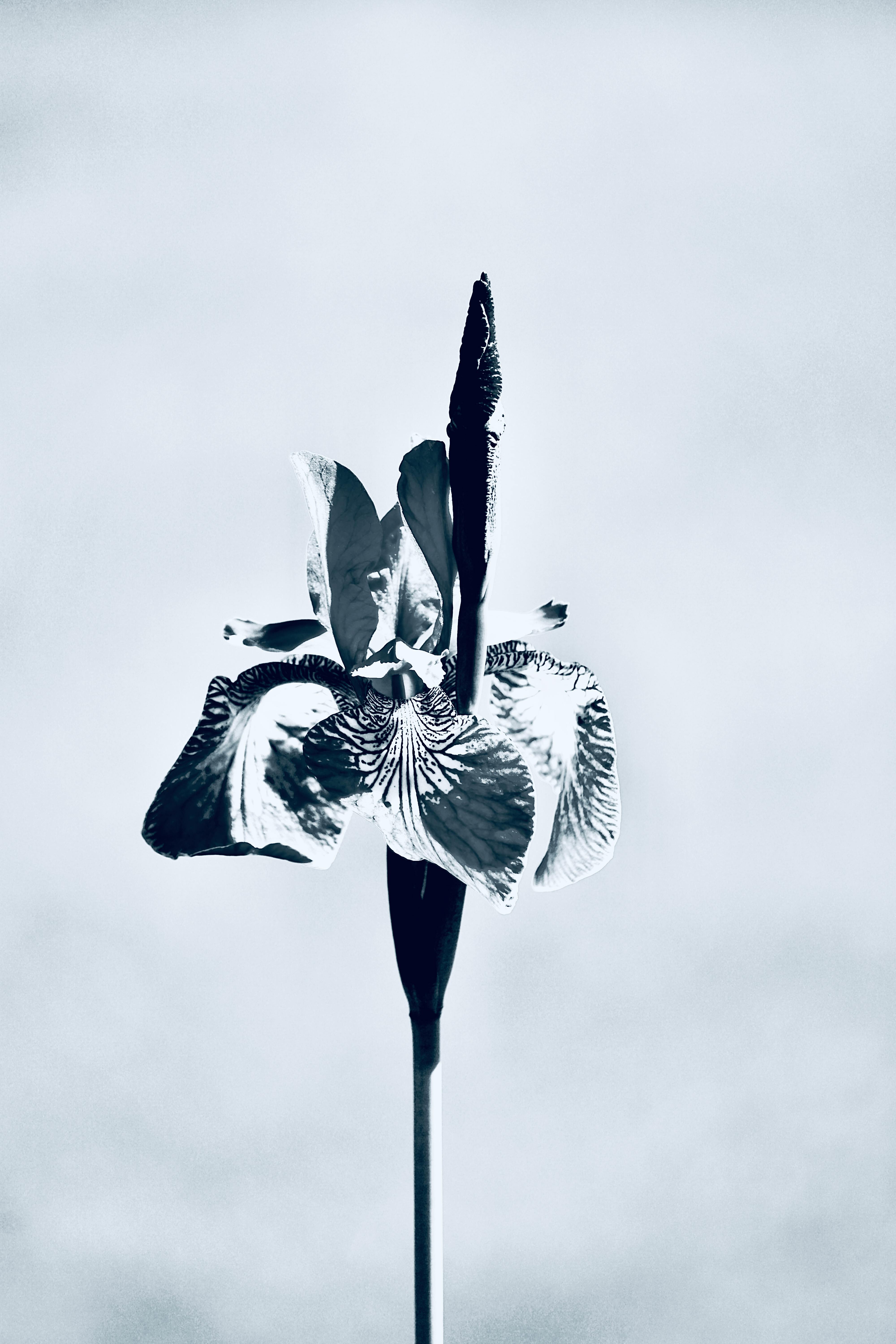 Grayscale Photo of a Blooming Bearded Iris Flower · Free Stock Photo