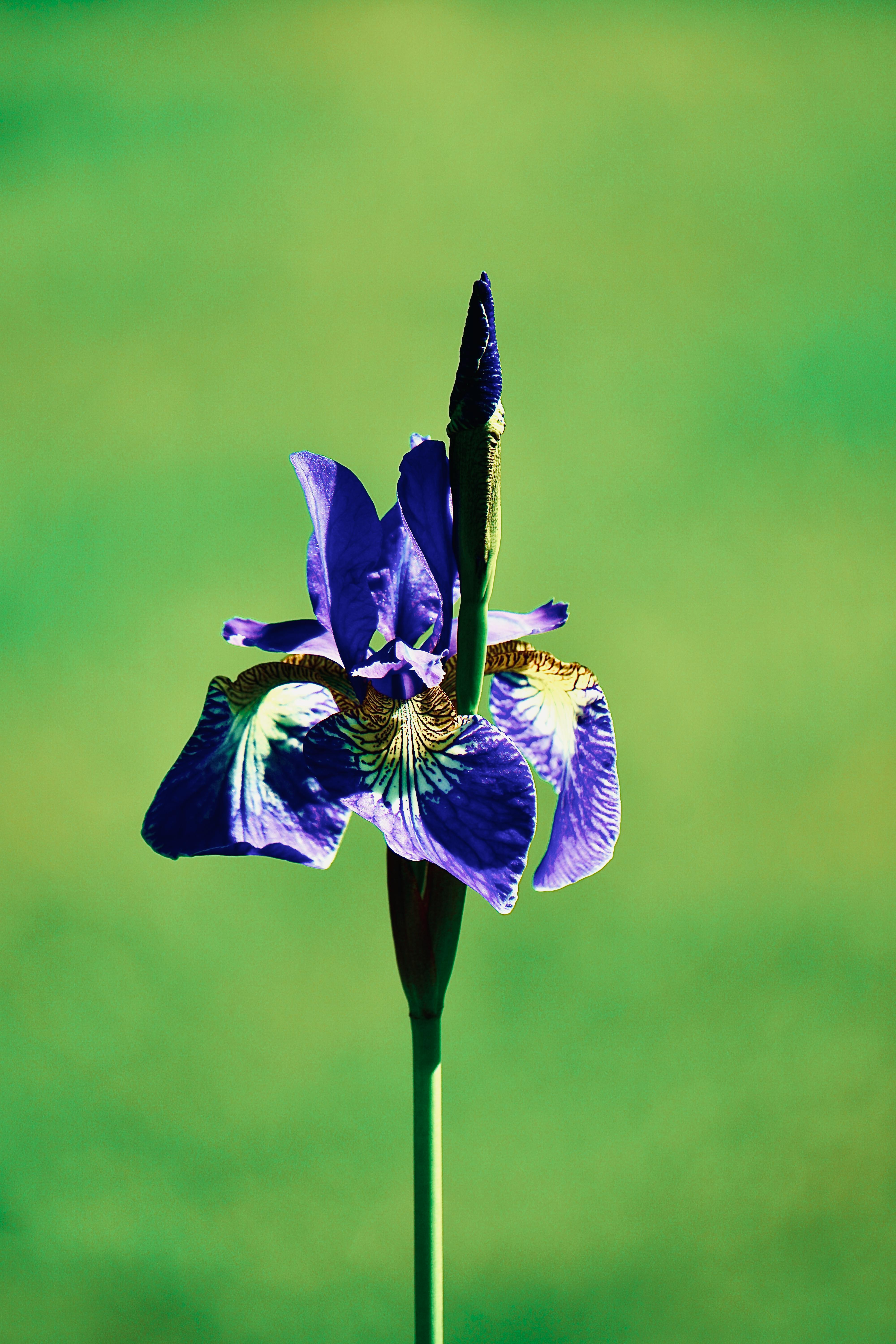 An Exotic Purple Flower in Bloom · Free Stock Photo