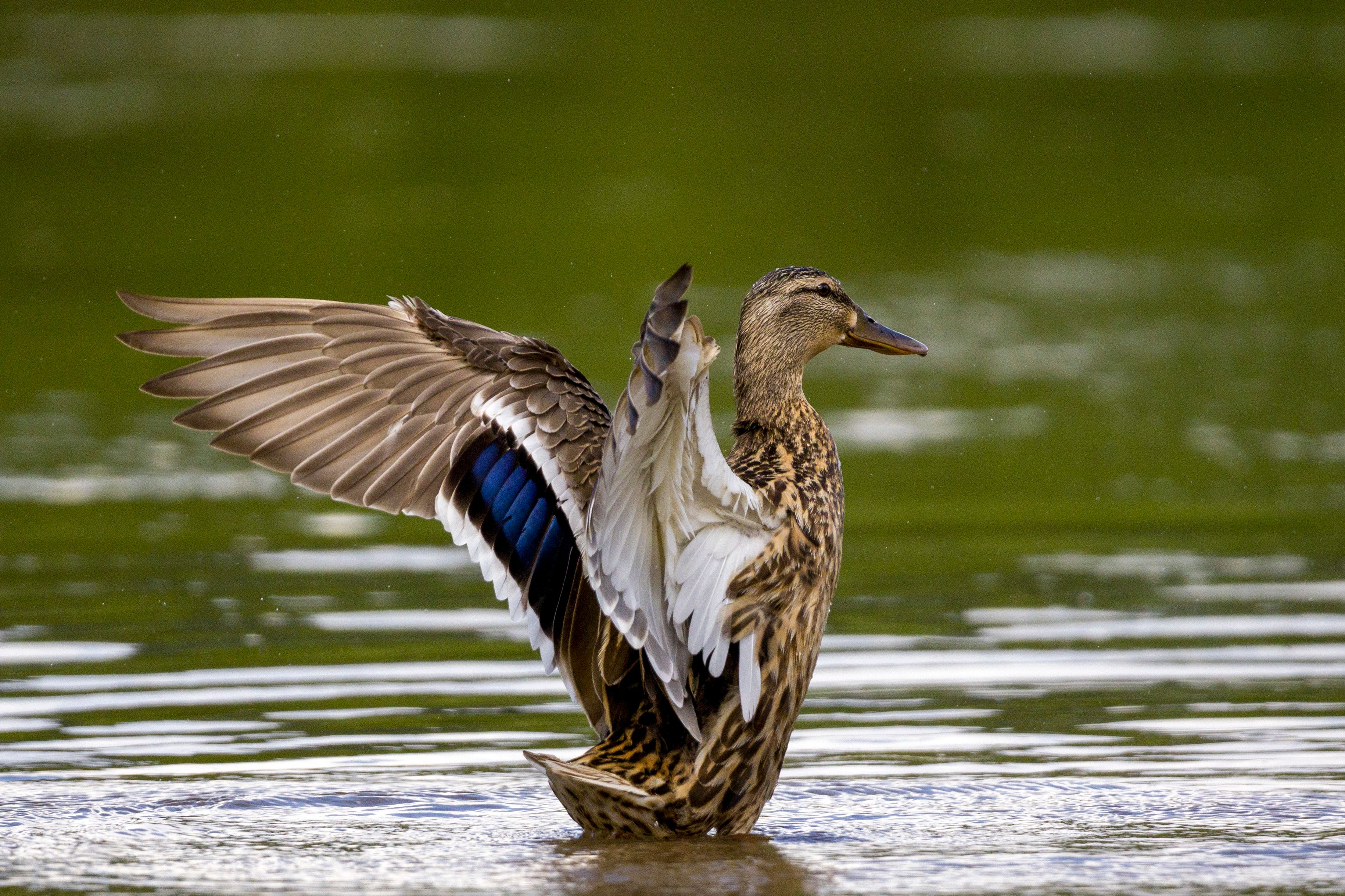 Close-Up Shot of a Mallard Duck on Water · Free Stock Photo
