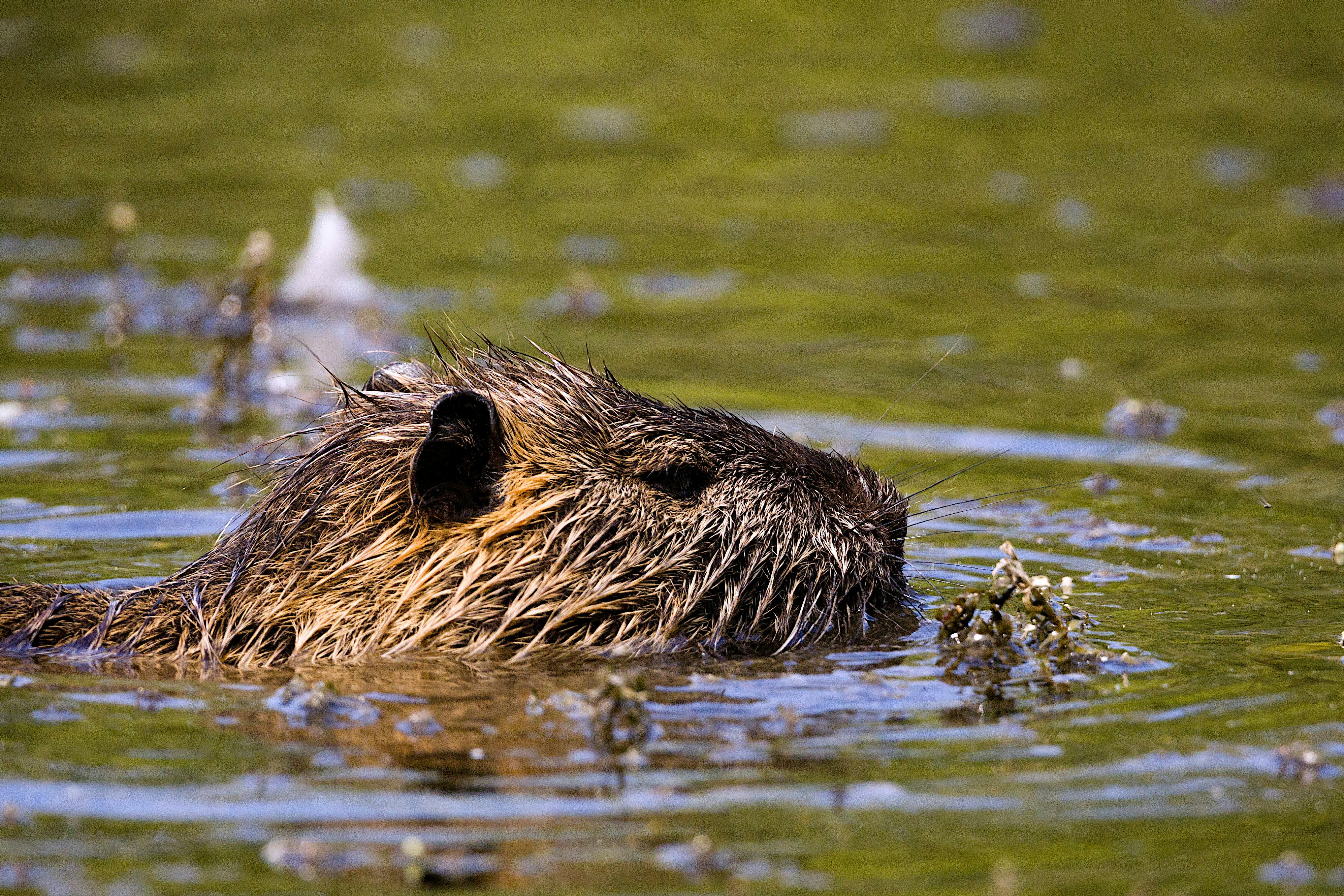 Beaver Swimming in Lake · Free Stock Photo