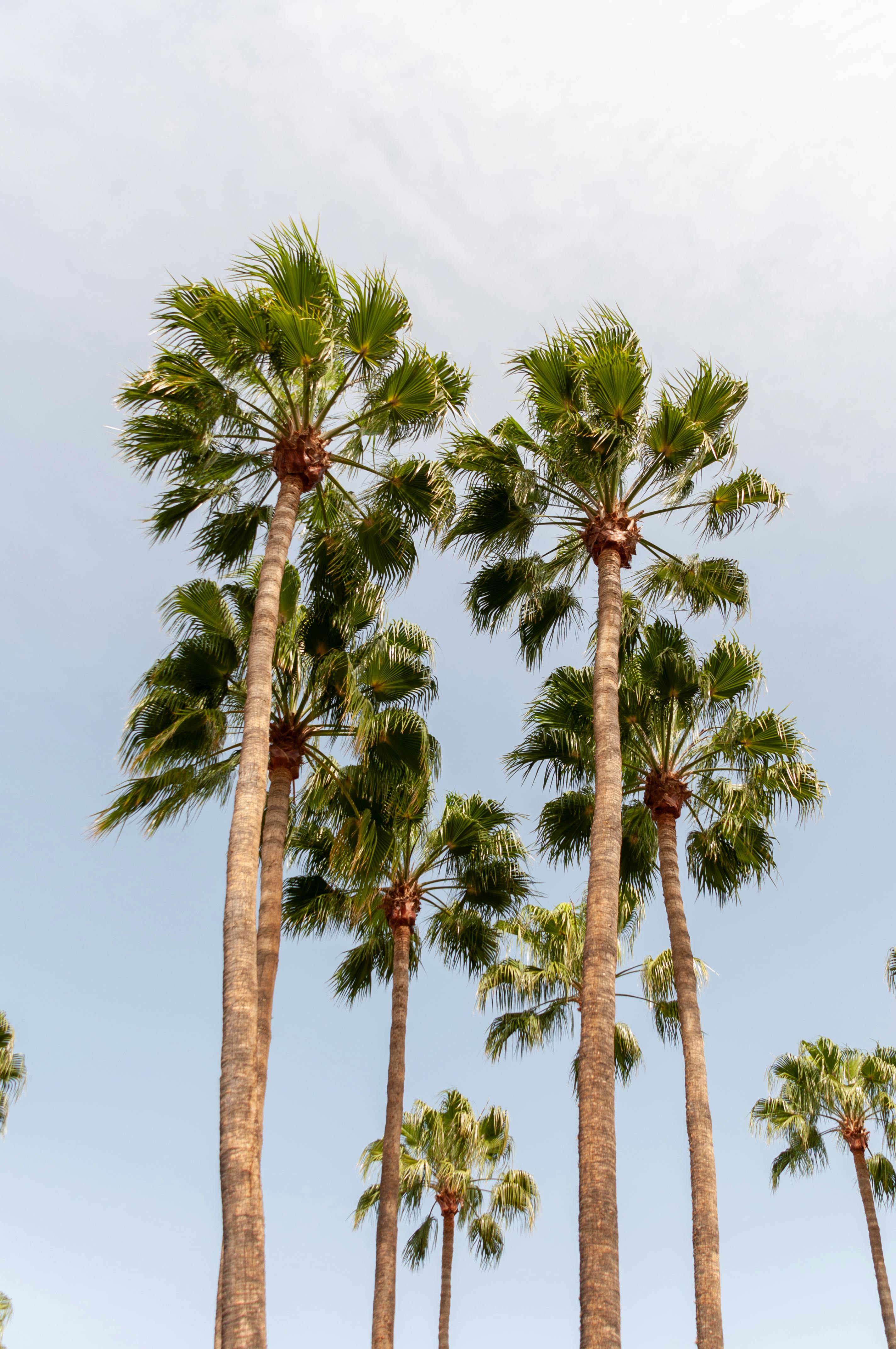 Paved Pathway Between Palm Trees · Free Stock Photo