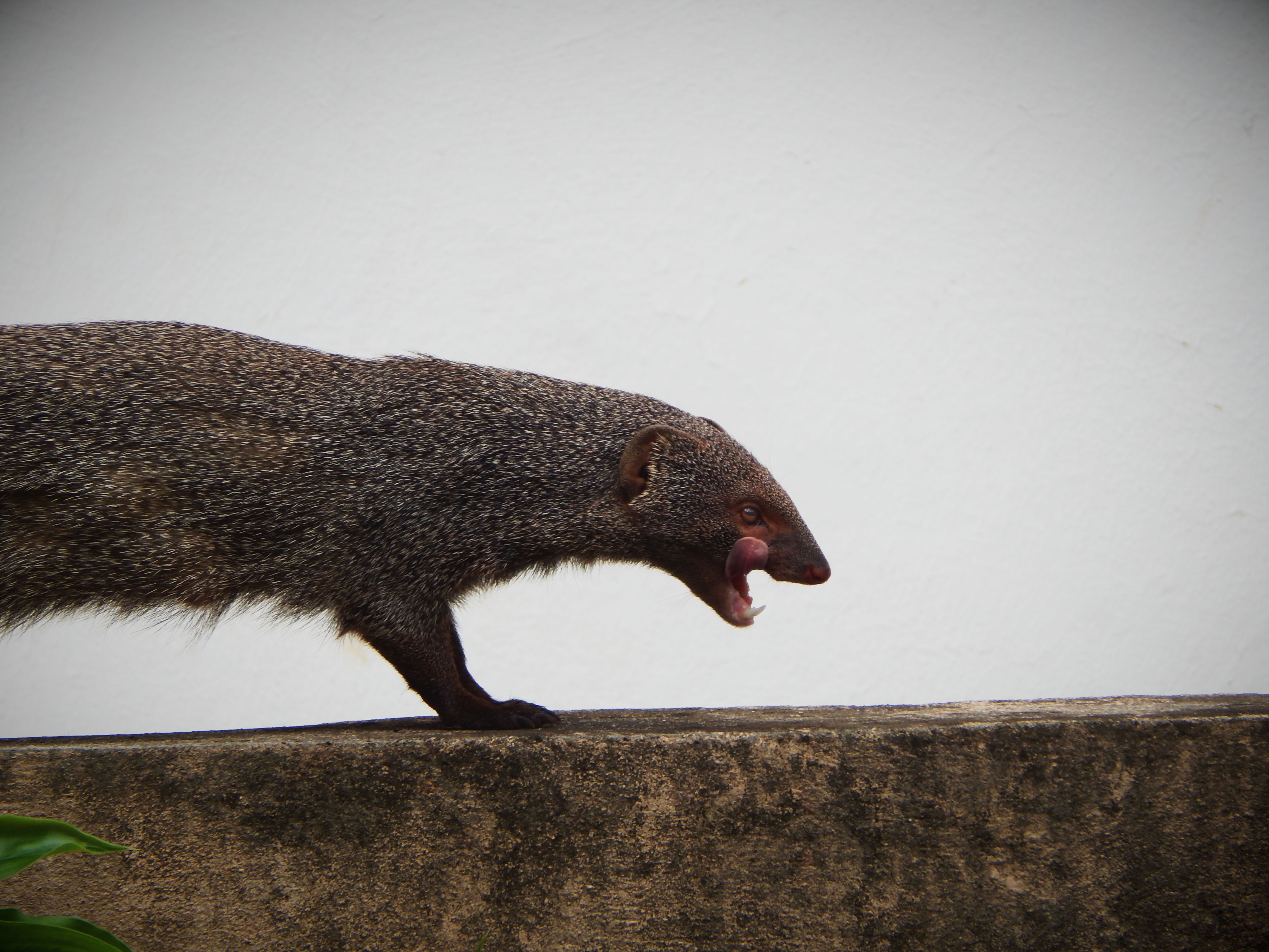 Indian Grey Mongoose Photos, Download Free Indian Grey Mongoose Stock ...