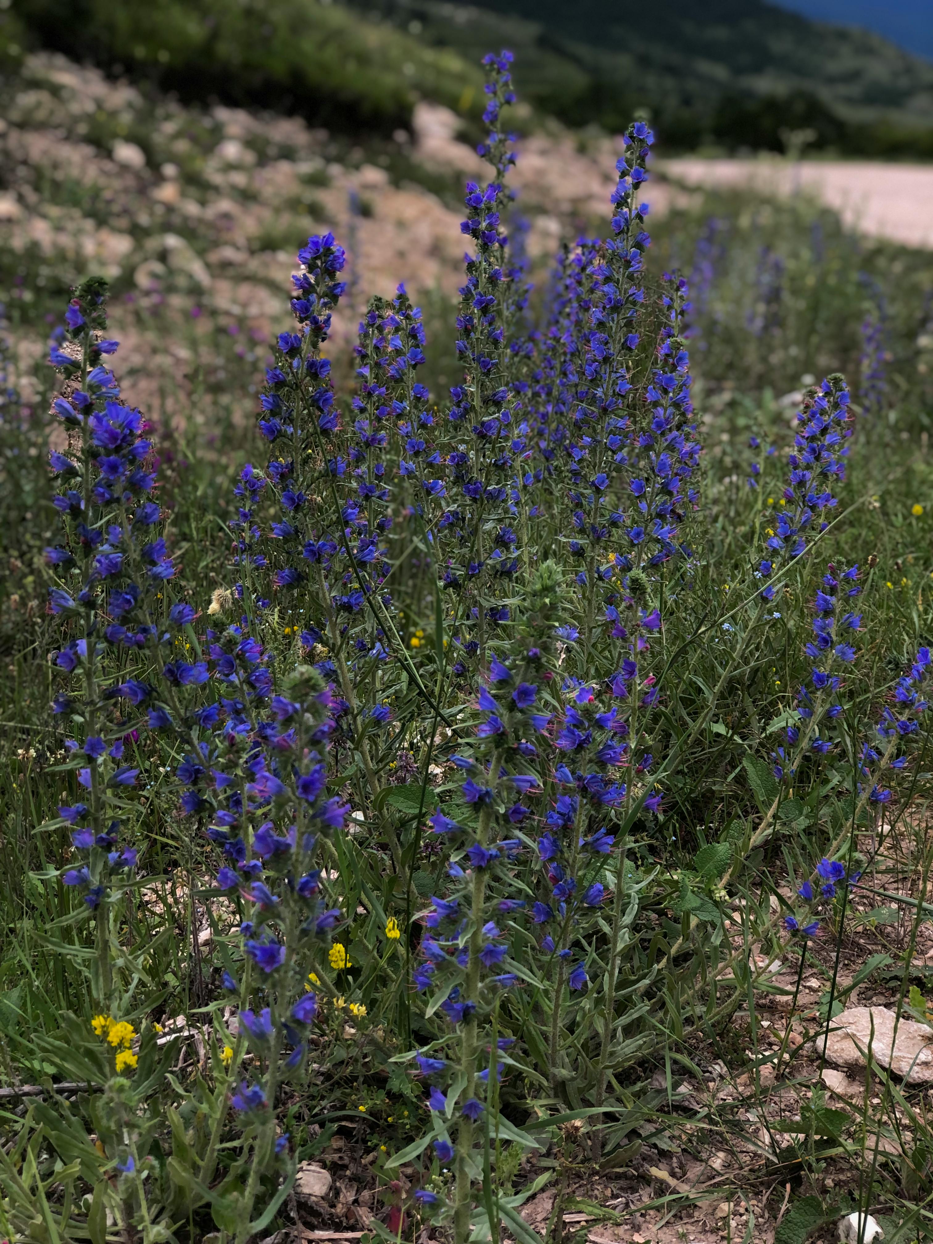 Close-Up Shot of Blooming Blue Flowers · Free Stock Photo