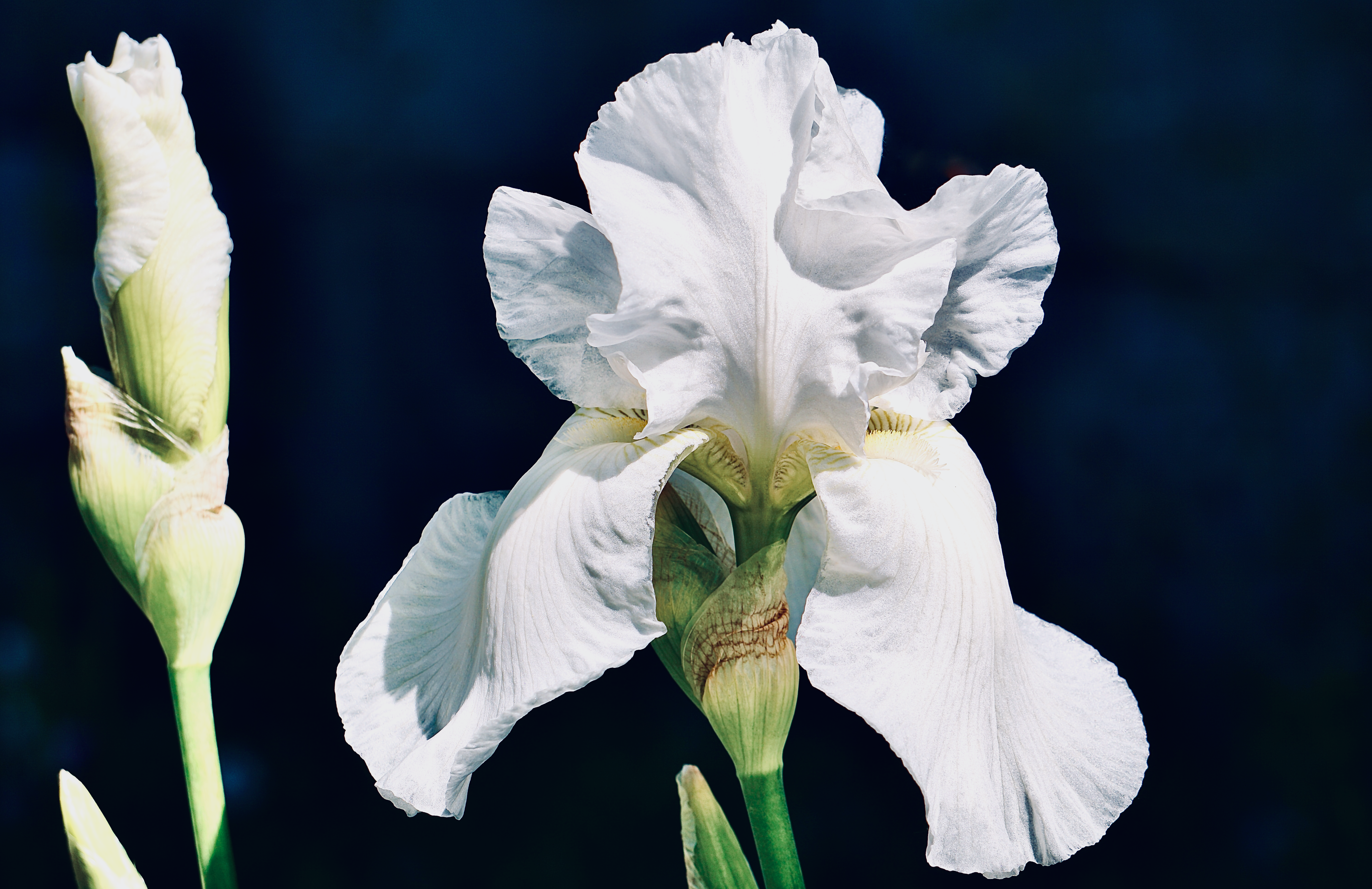 Close-Up Shot of a Blooming White Flower · Free Stock Photo