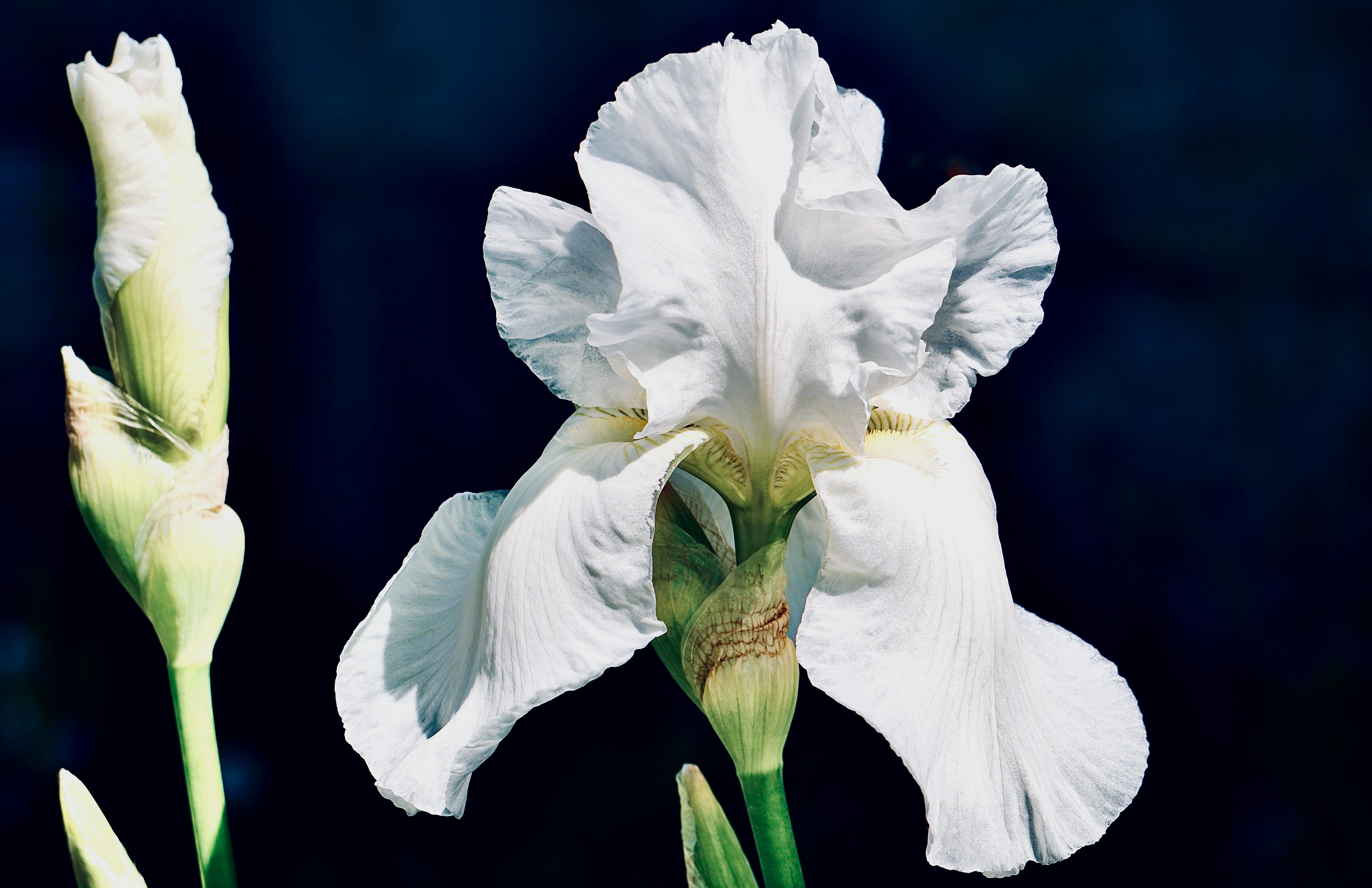 Cemetery Iris Photos, Download The BEST Free Cemetery Iris Stock Photos ...