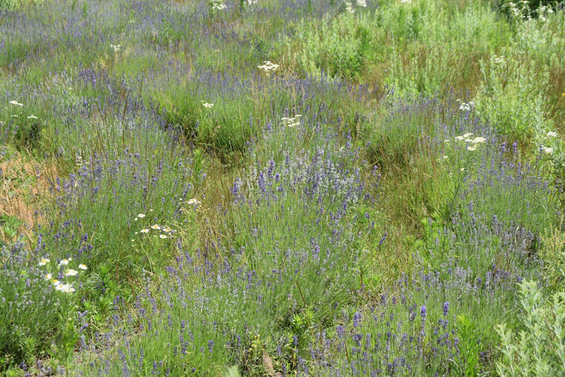 Beautiful Lavender Flower Field · Free Stock Photo Beautiful Lavender Flower Field · Free Stock Photo