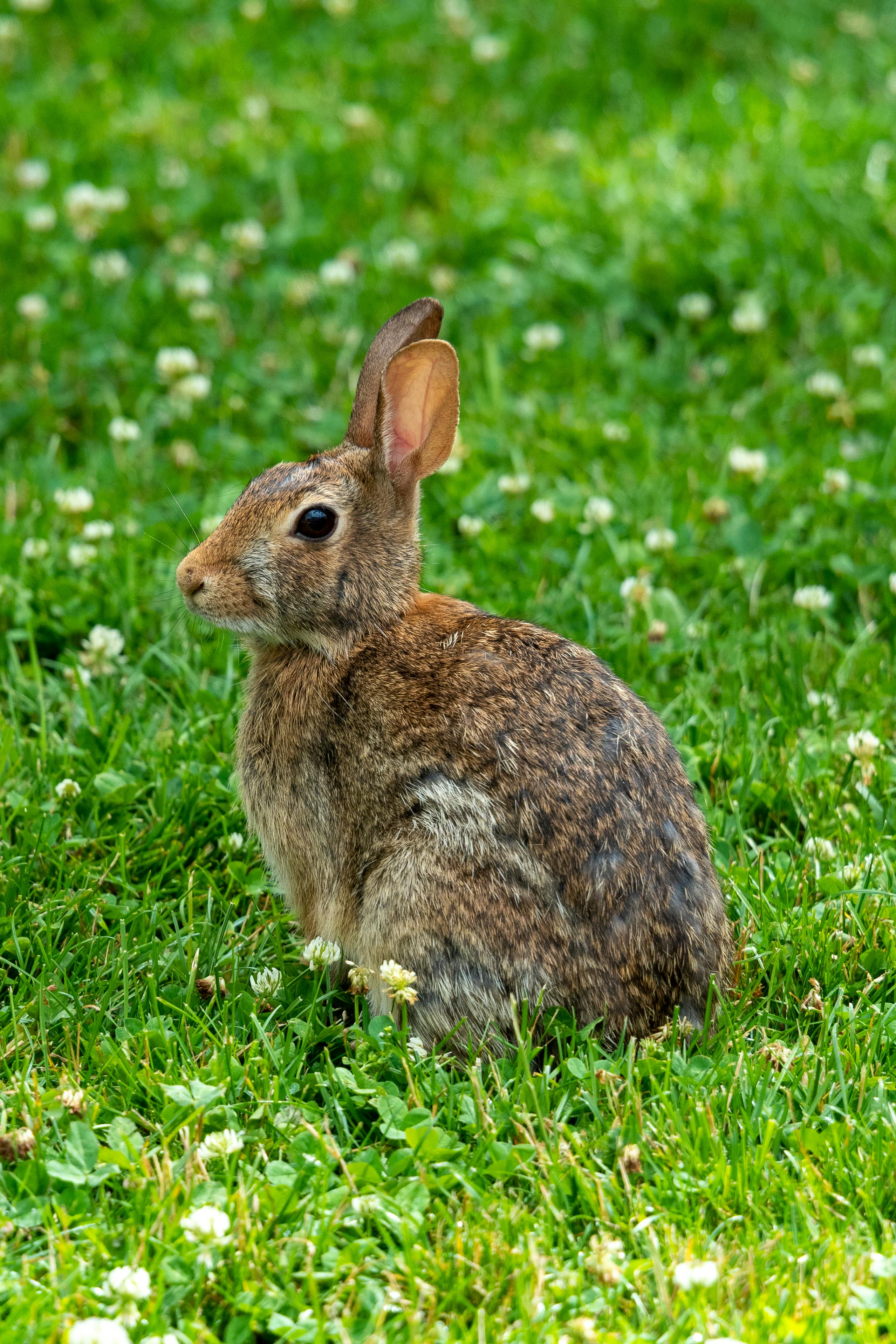 Beige Rabbit Resting on Green Grasses during Daytime · Free Stock Photo