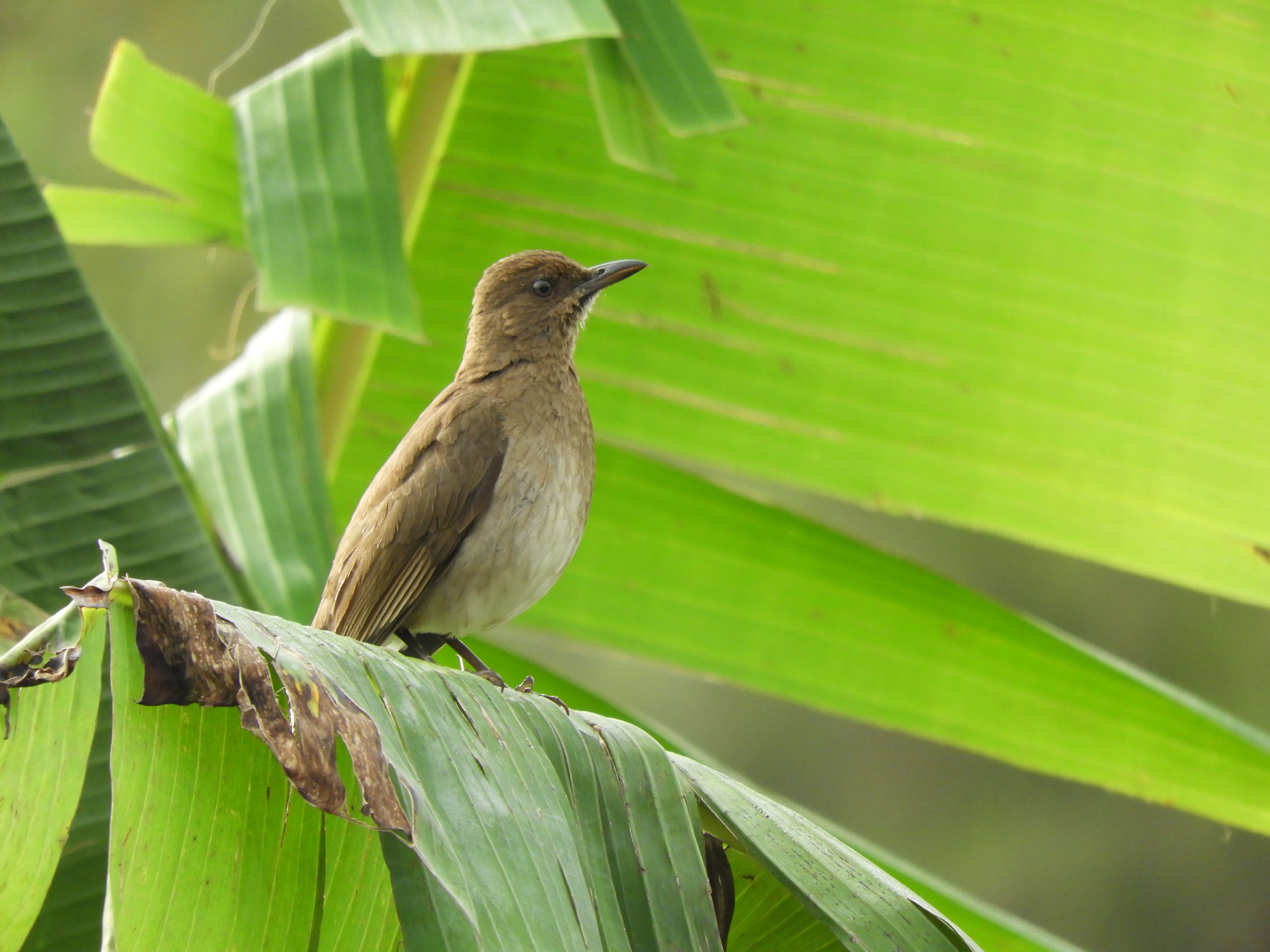 Foto de stock gratuita sobre al aire libre, animal, ave tropical, aviar ...