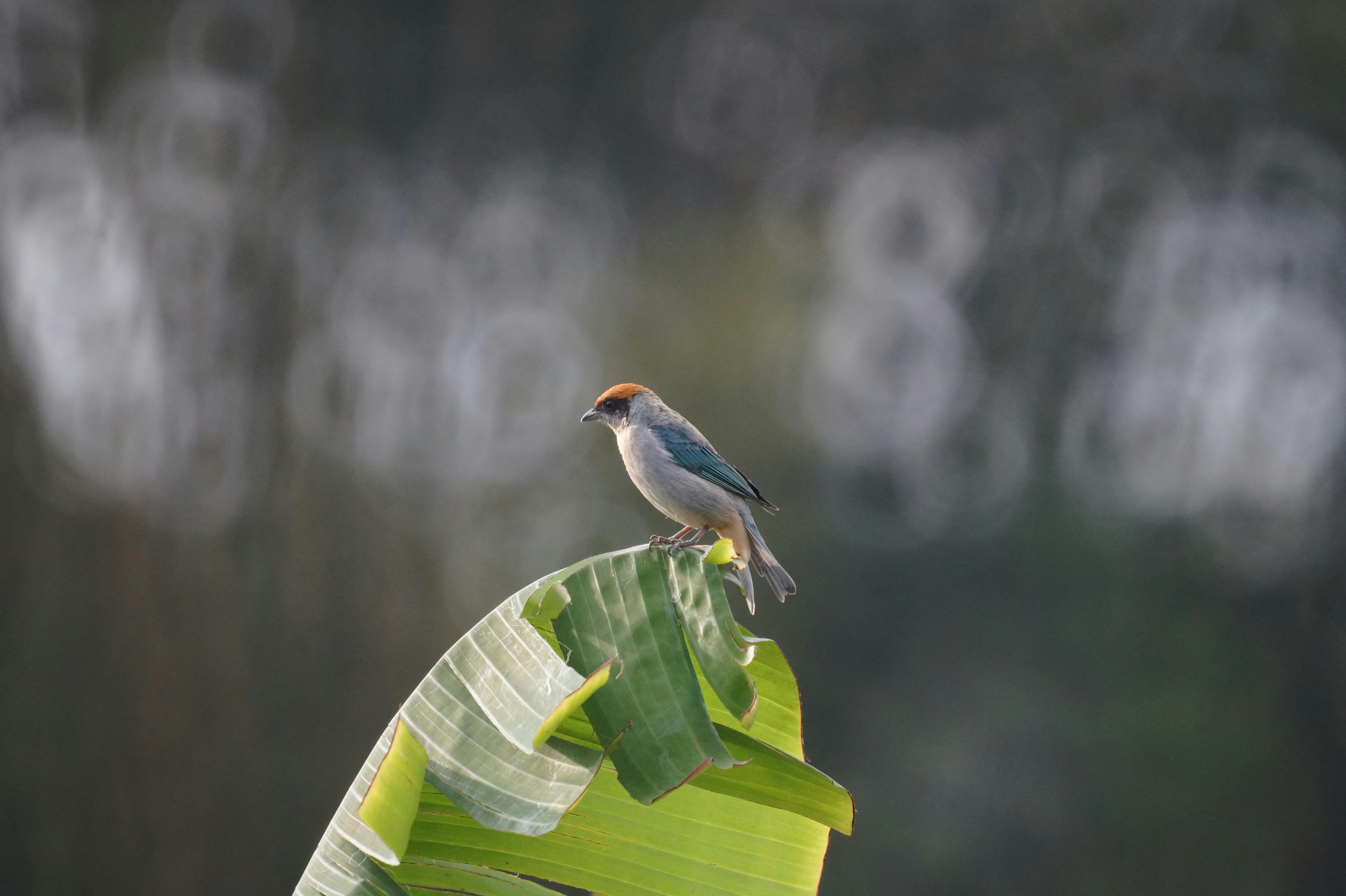 Close-Up Shot of a Scrub Tanager Bird Perched on Banana Leaf · Free ...