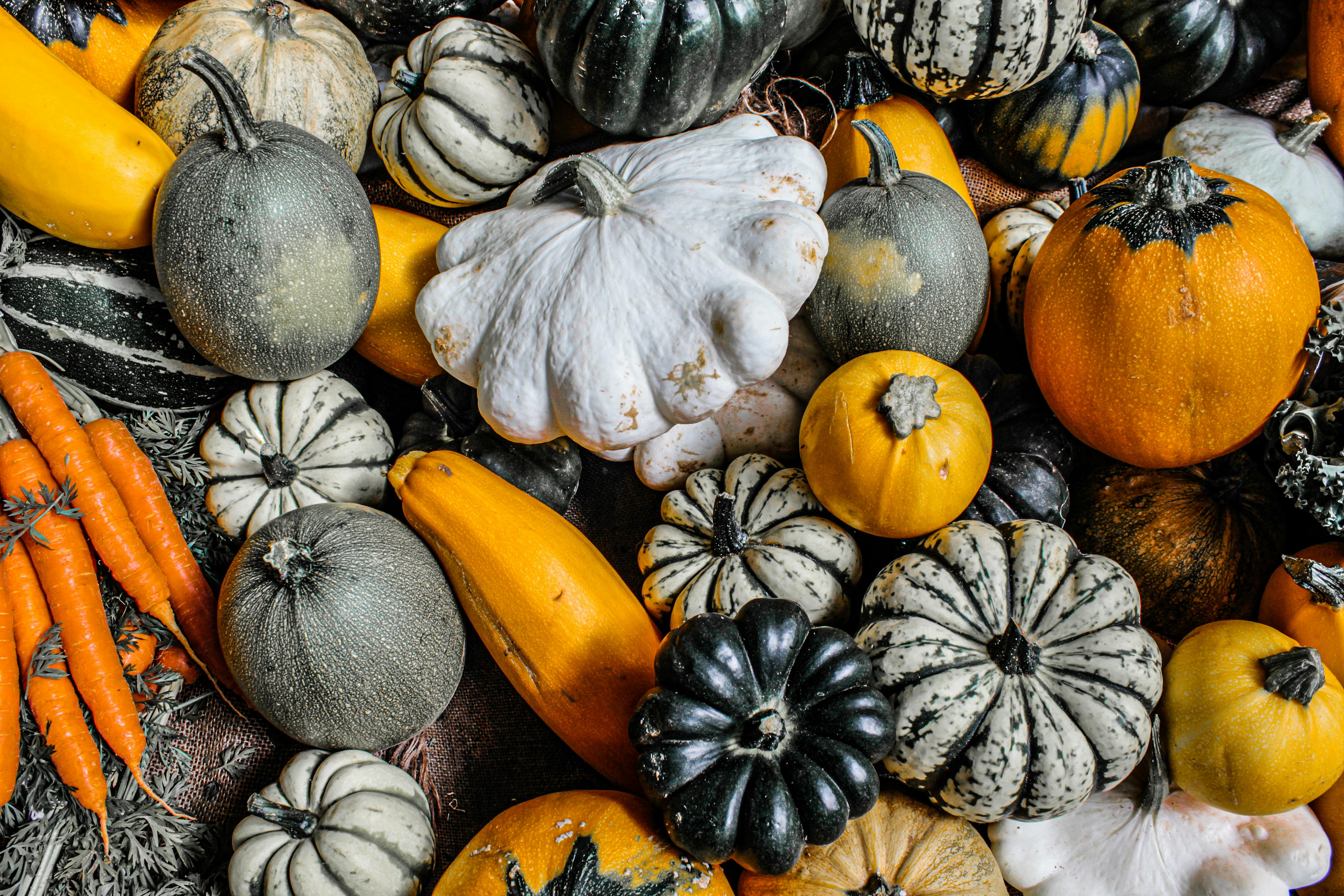 Fresh Produce of Assorted Pumpkins · Free Stock Photo