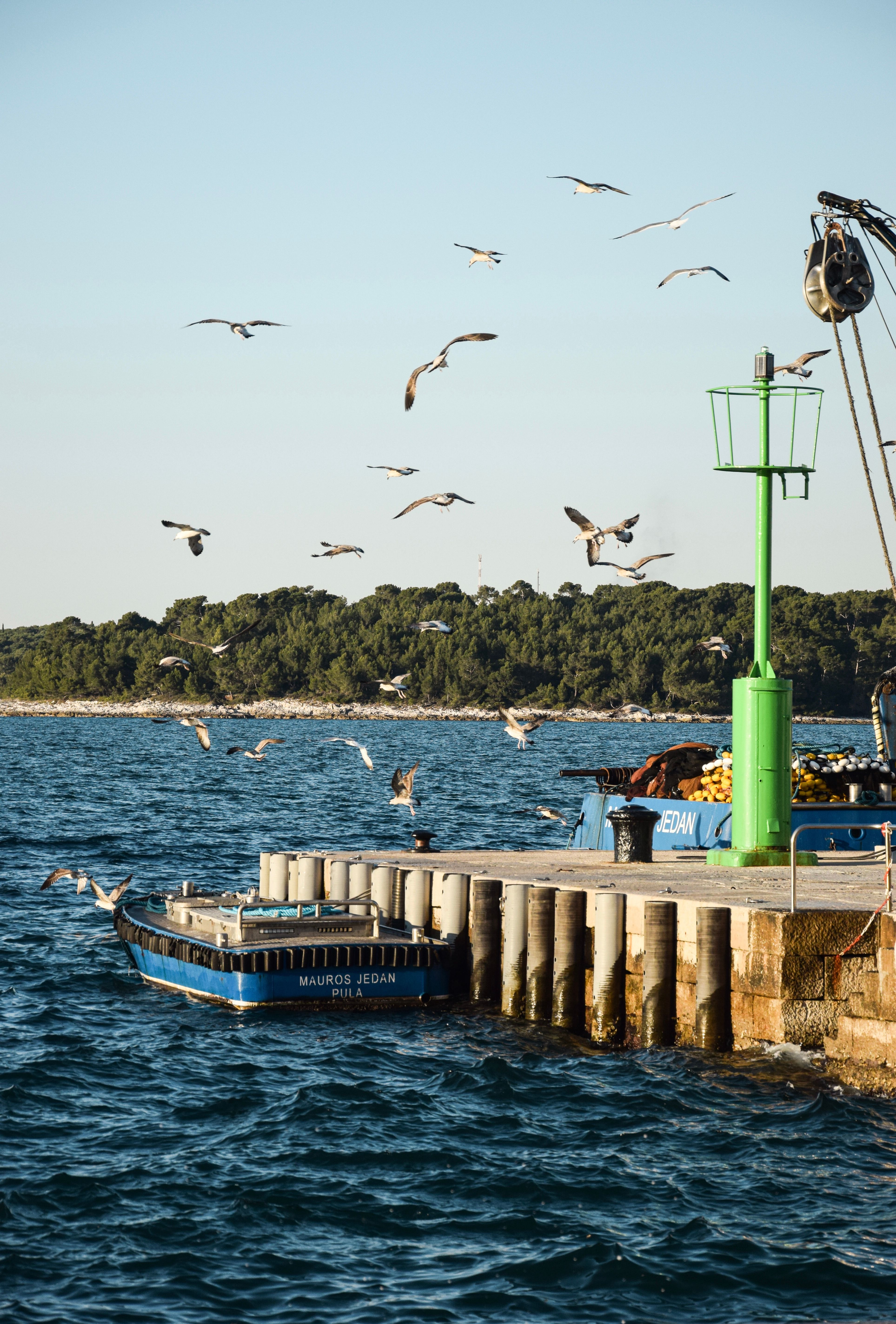 Flying Birds Over a Concrete Dock · Free Stock Photo