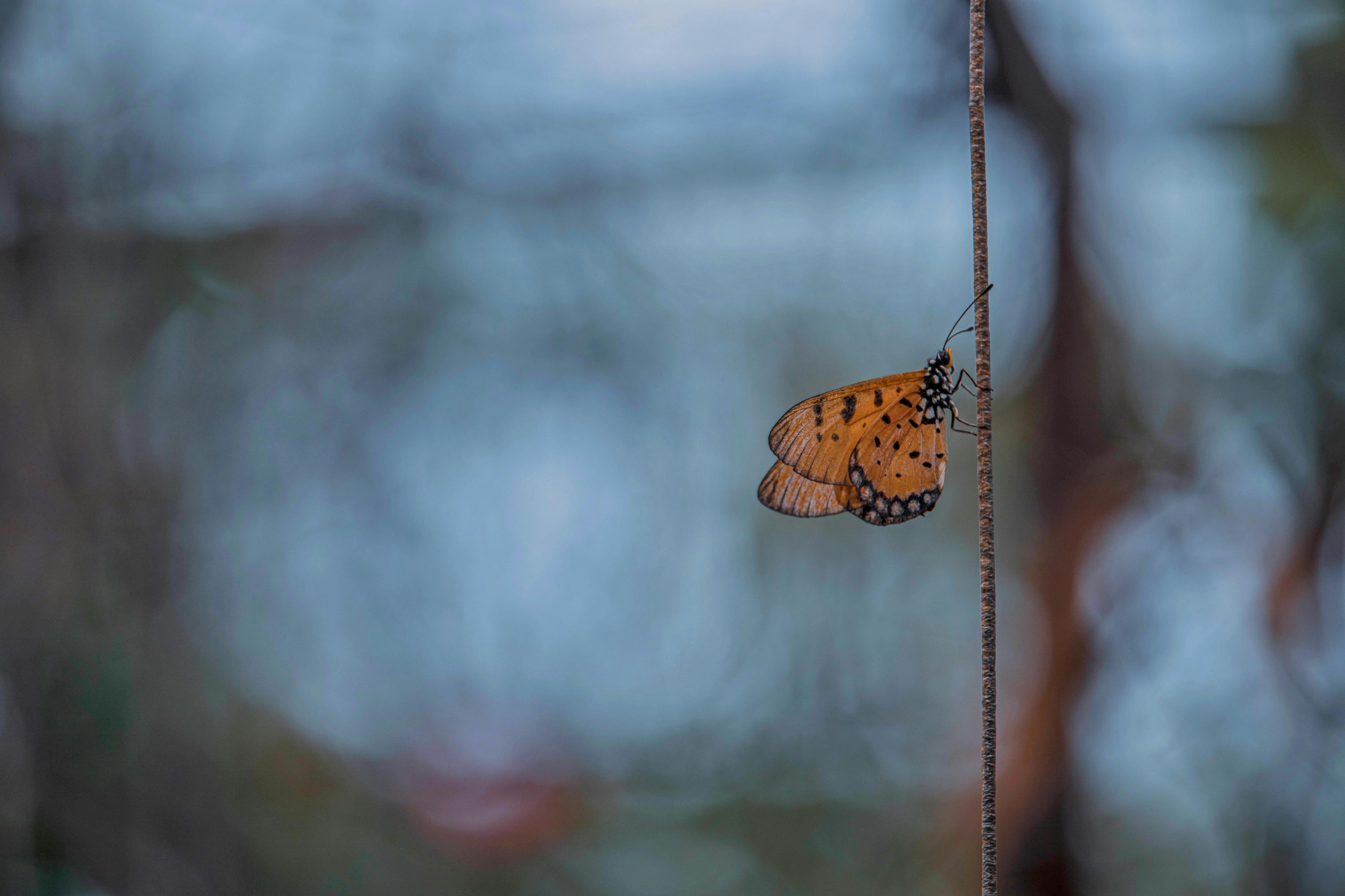 Photo of Mud-puddling Butterflies · Free Stock Photo