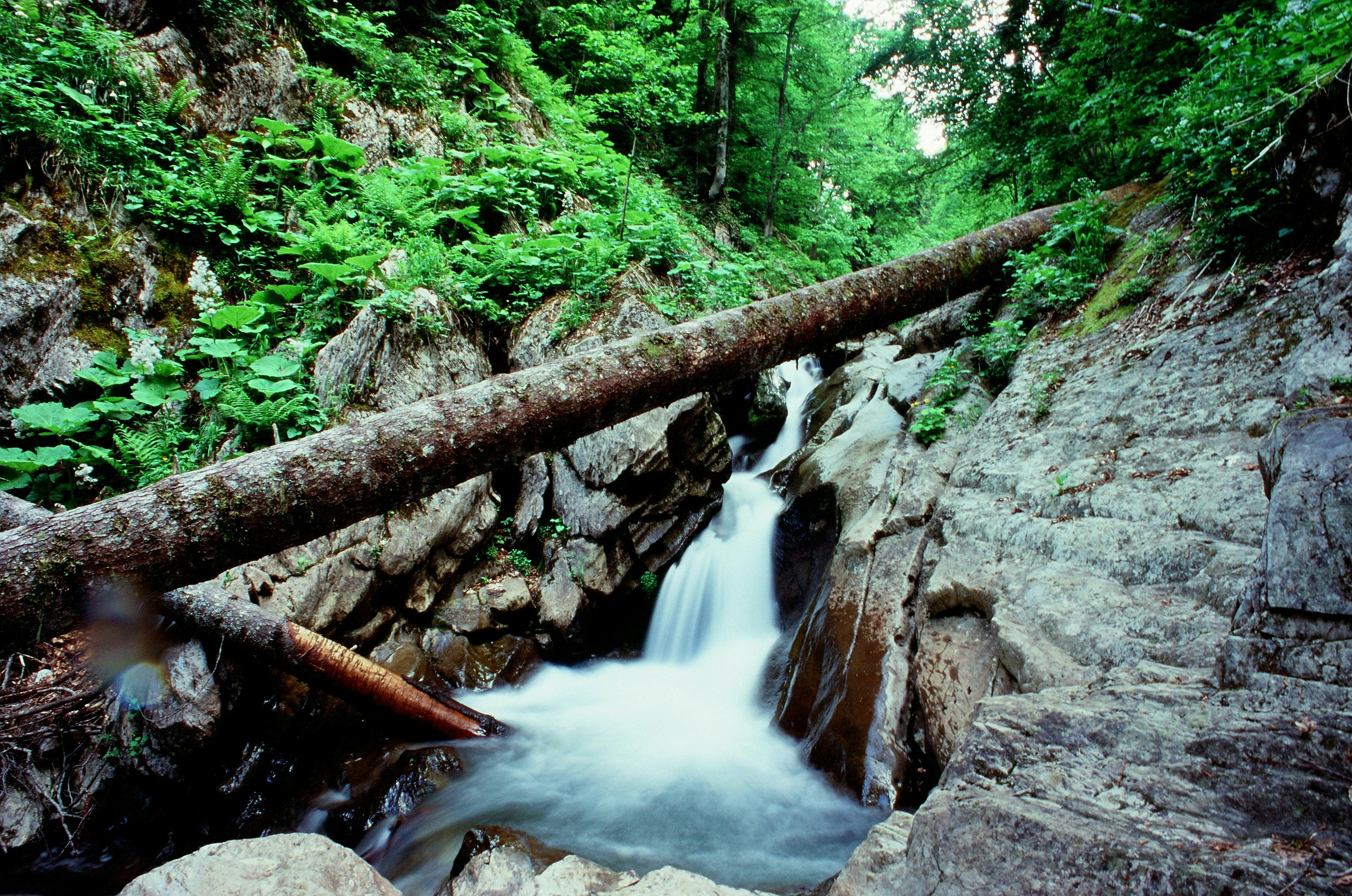 A Rocky Stream · Free Stock Photo