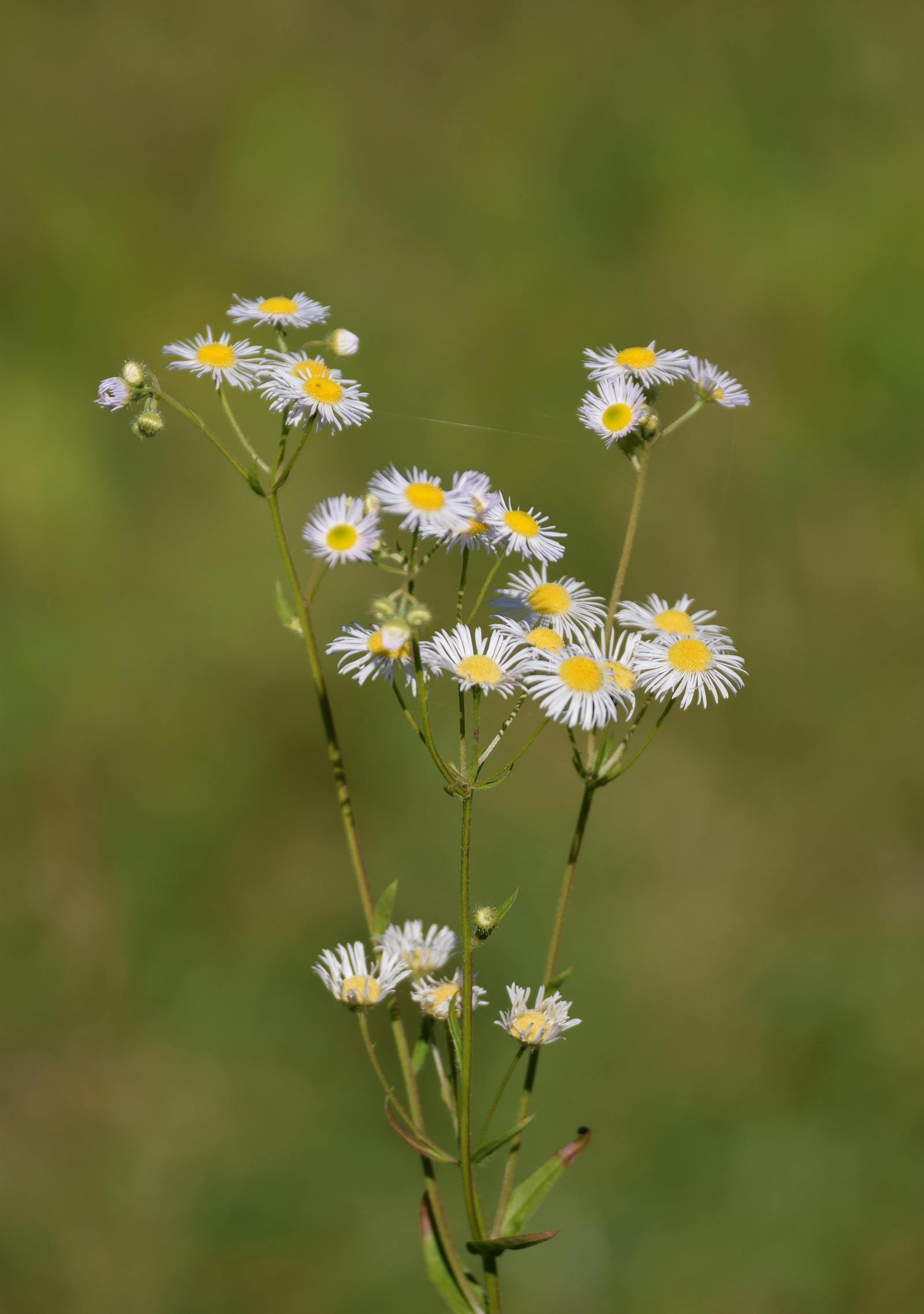 20,000+张最精彩的“雏菊”图片 · 100%免费下载 · Pexels素材图片
