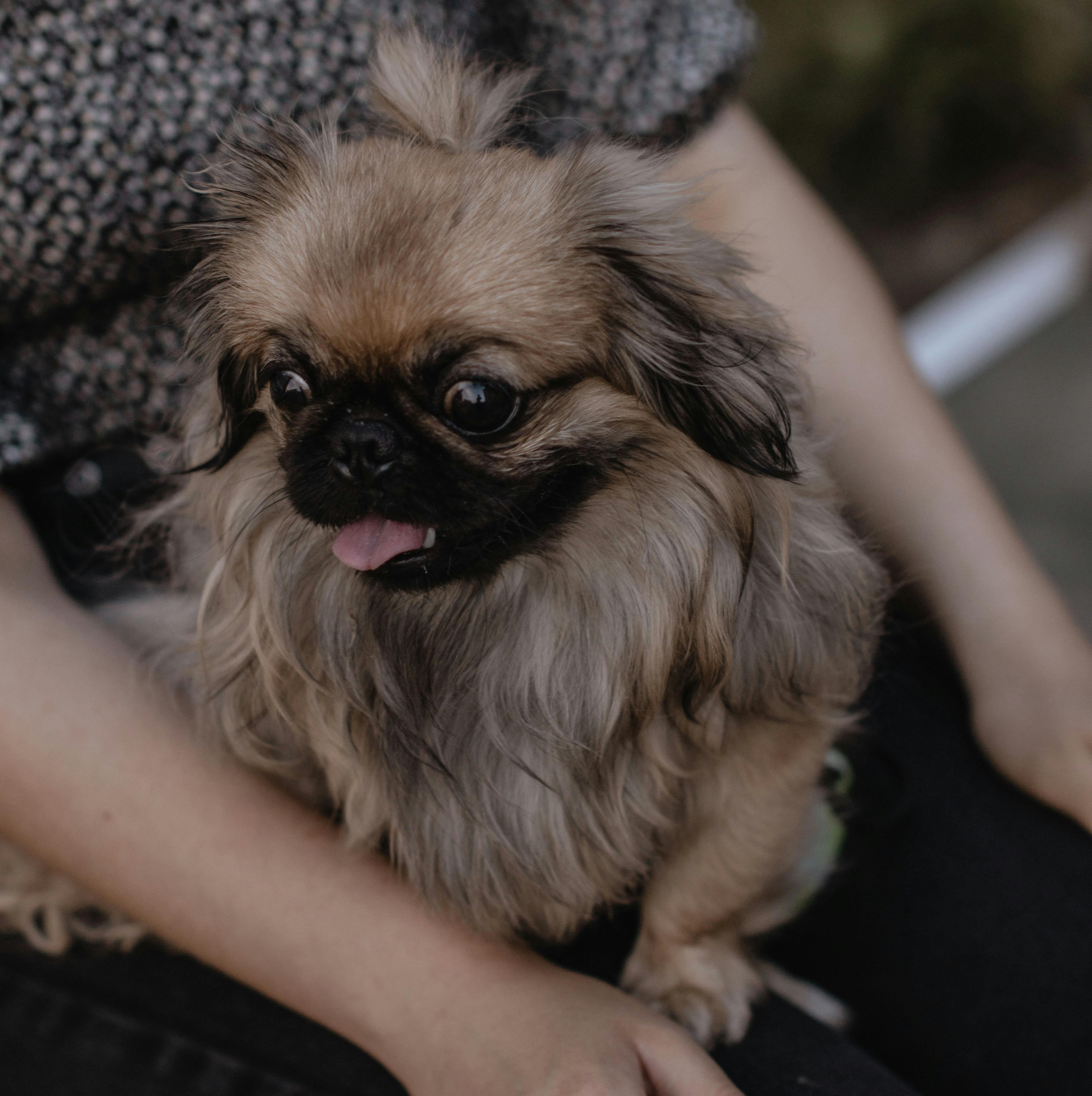 Portraits In Nature Photos, Download Free Portraits In Nature Stock ...