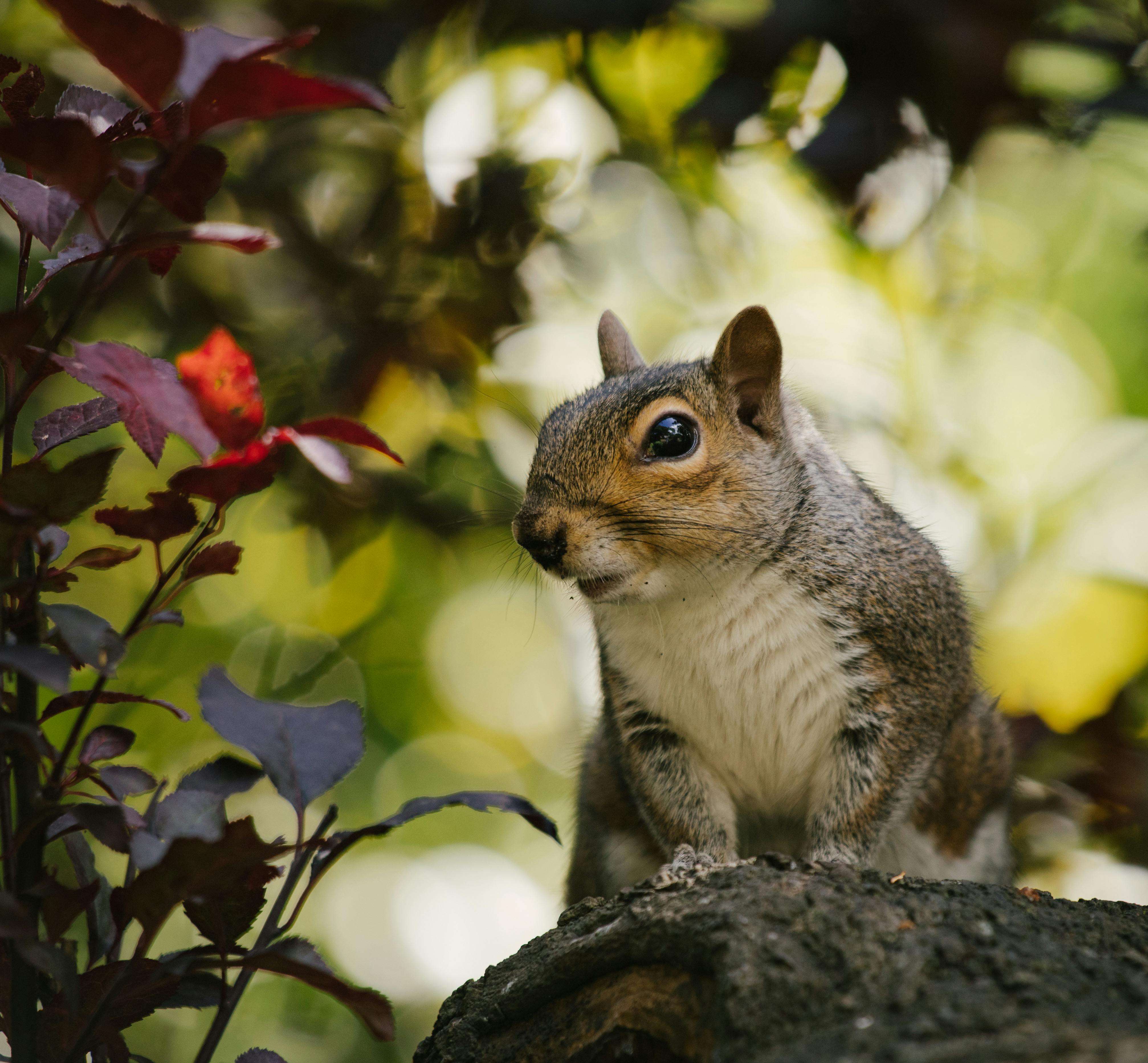 Portrait of Chipmunk · Free Stock Photo