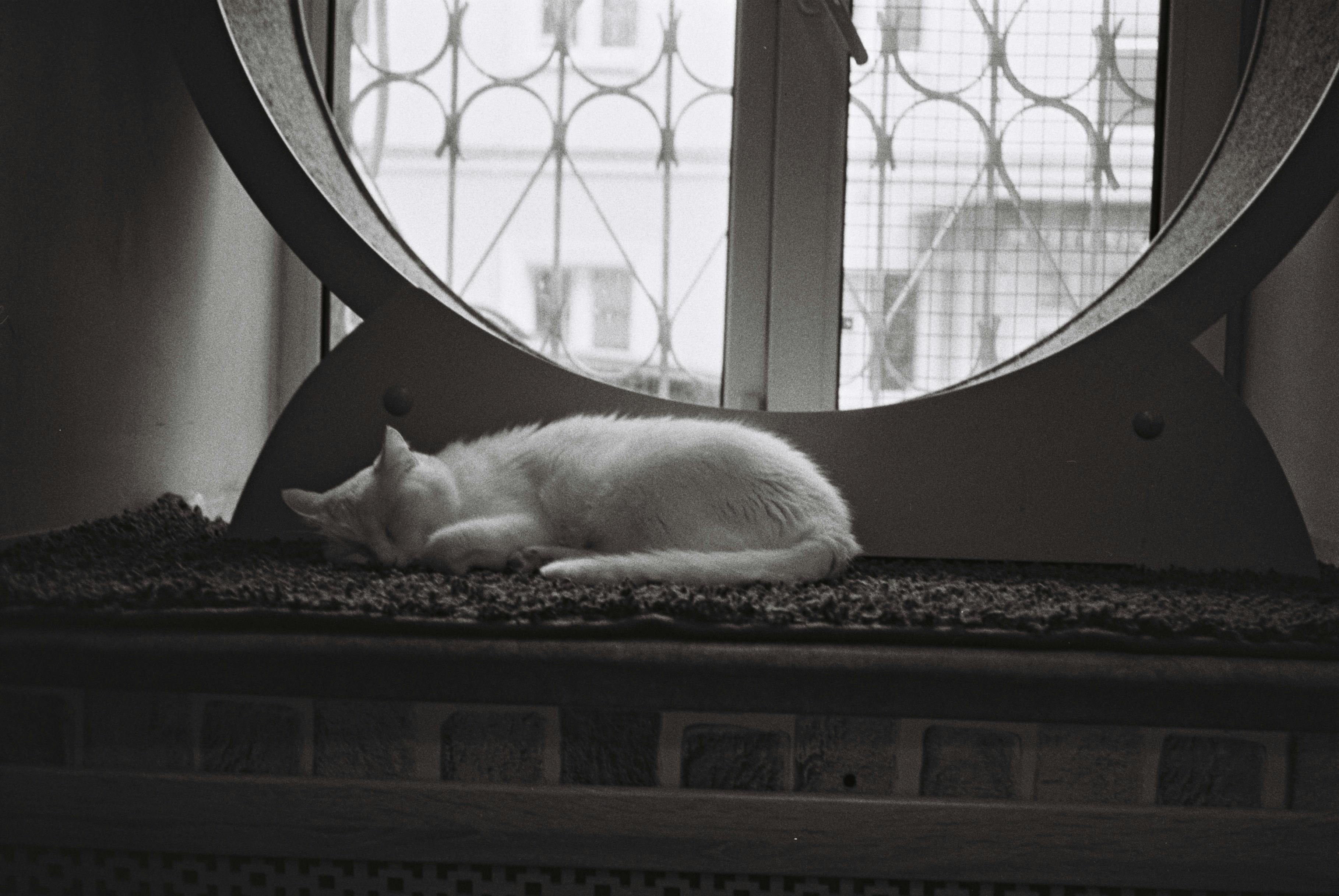 A White Cat Lying Beside the Window · Free Stock Photo