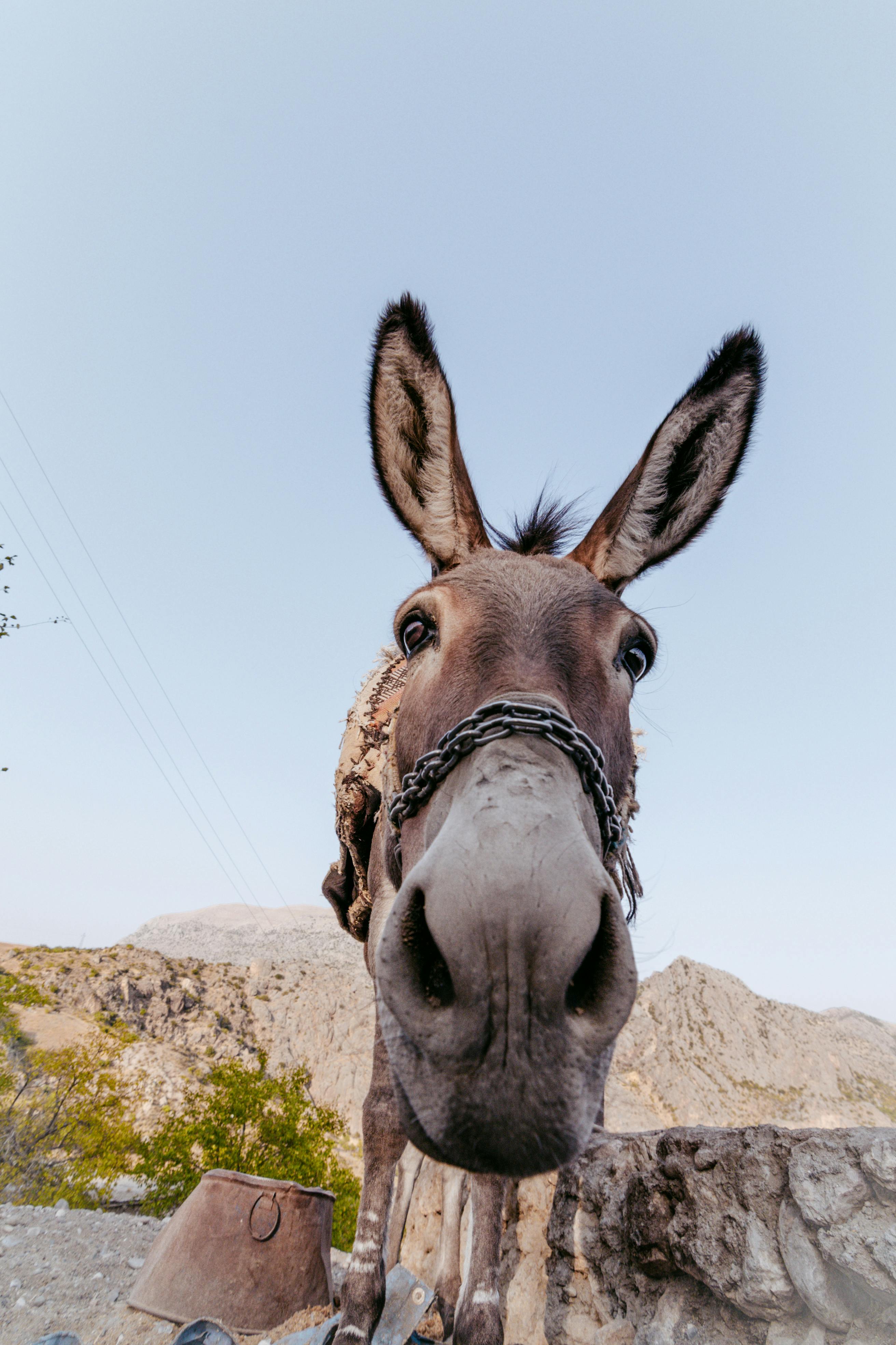 Mule Face in Close-Up Photography · Free Stock Photo