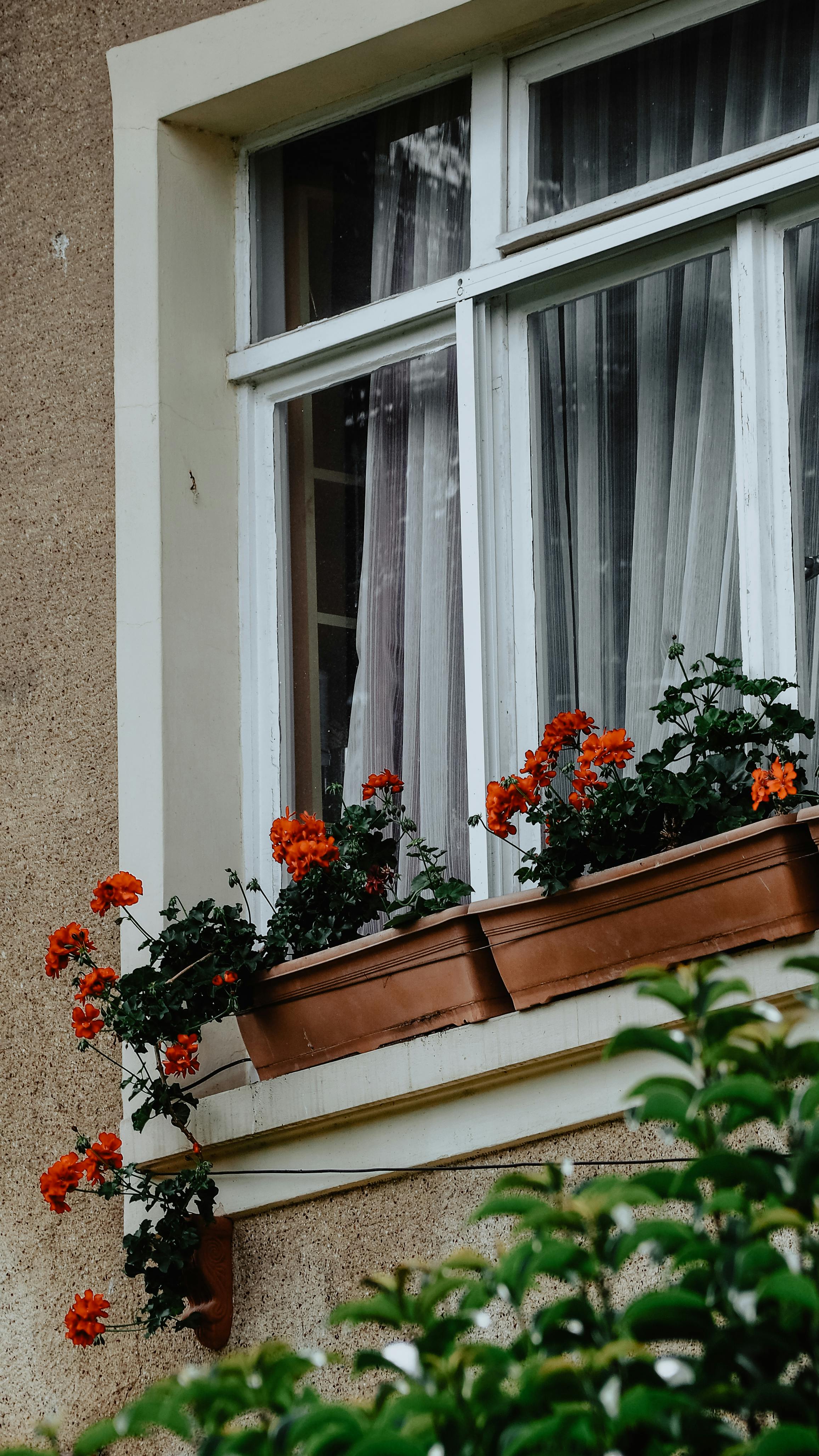 Photo of Red Flowers Near a Window · Free Stock Photo