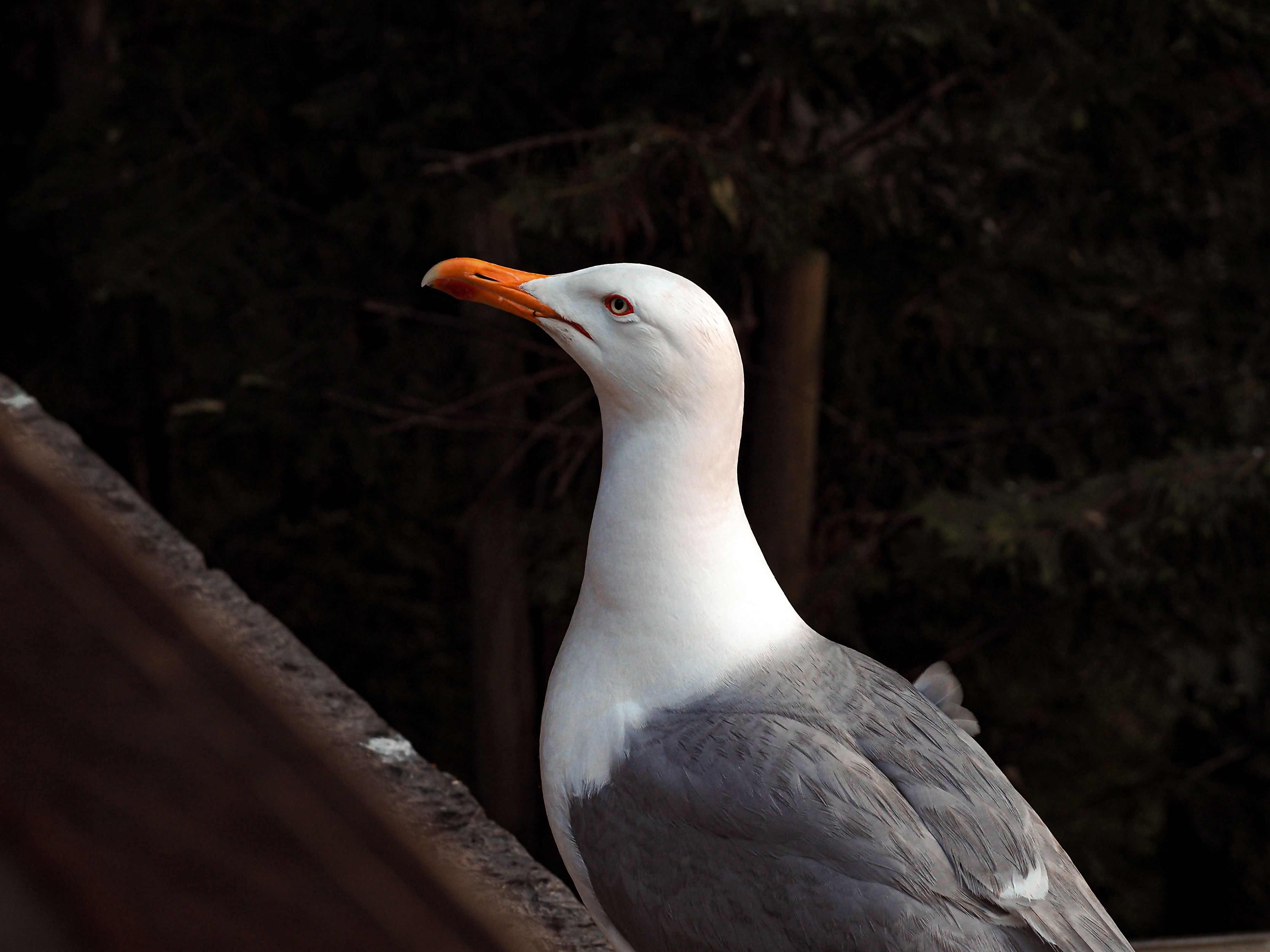 Close-Up Shot of a Shikra Bird · Free Stock Photo