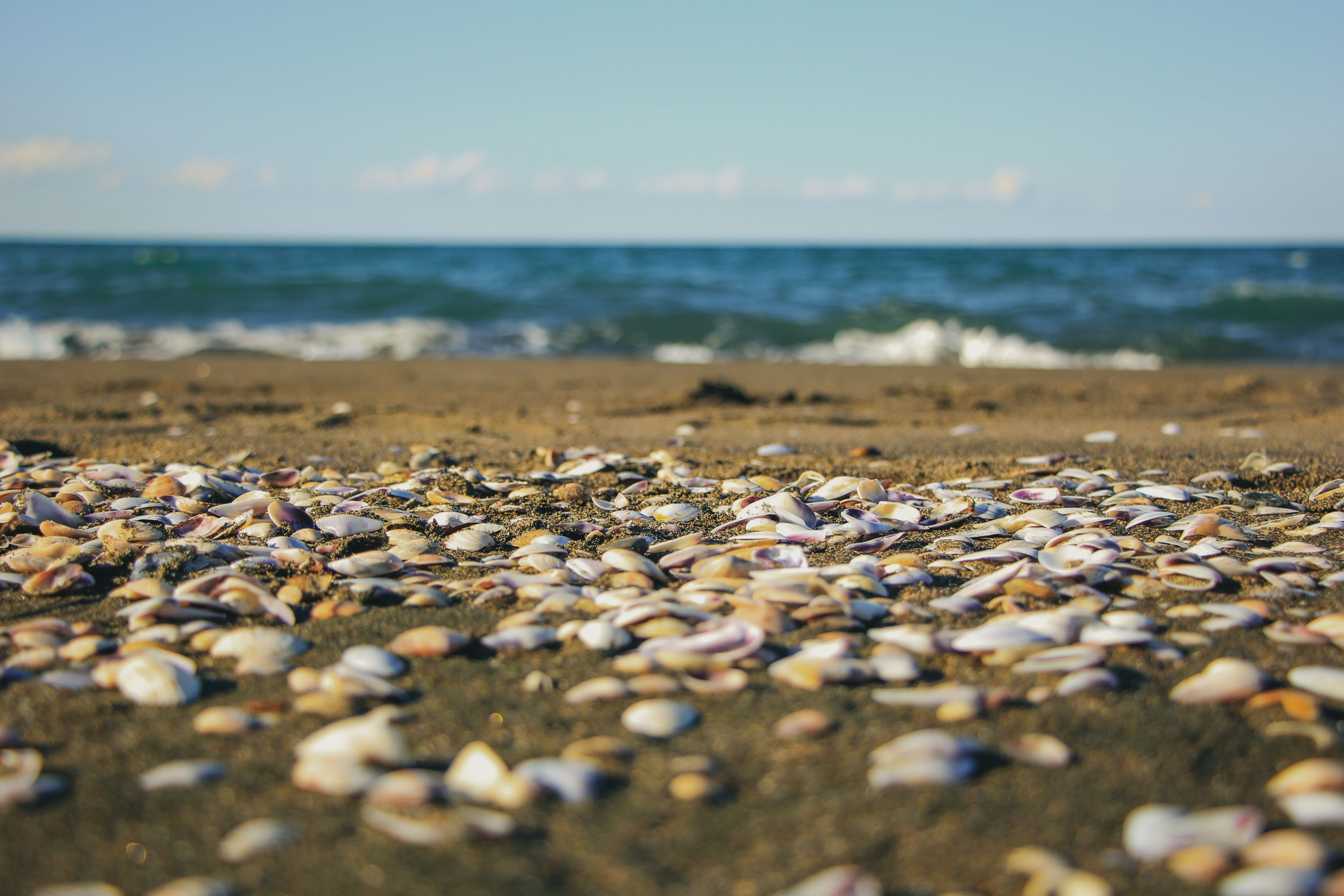 Scattered Seashells Near the Seashore · Free Stock Photo