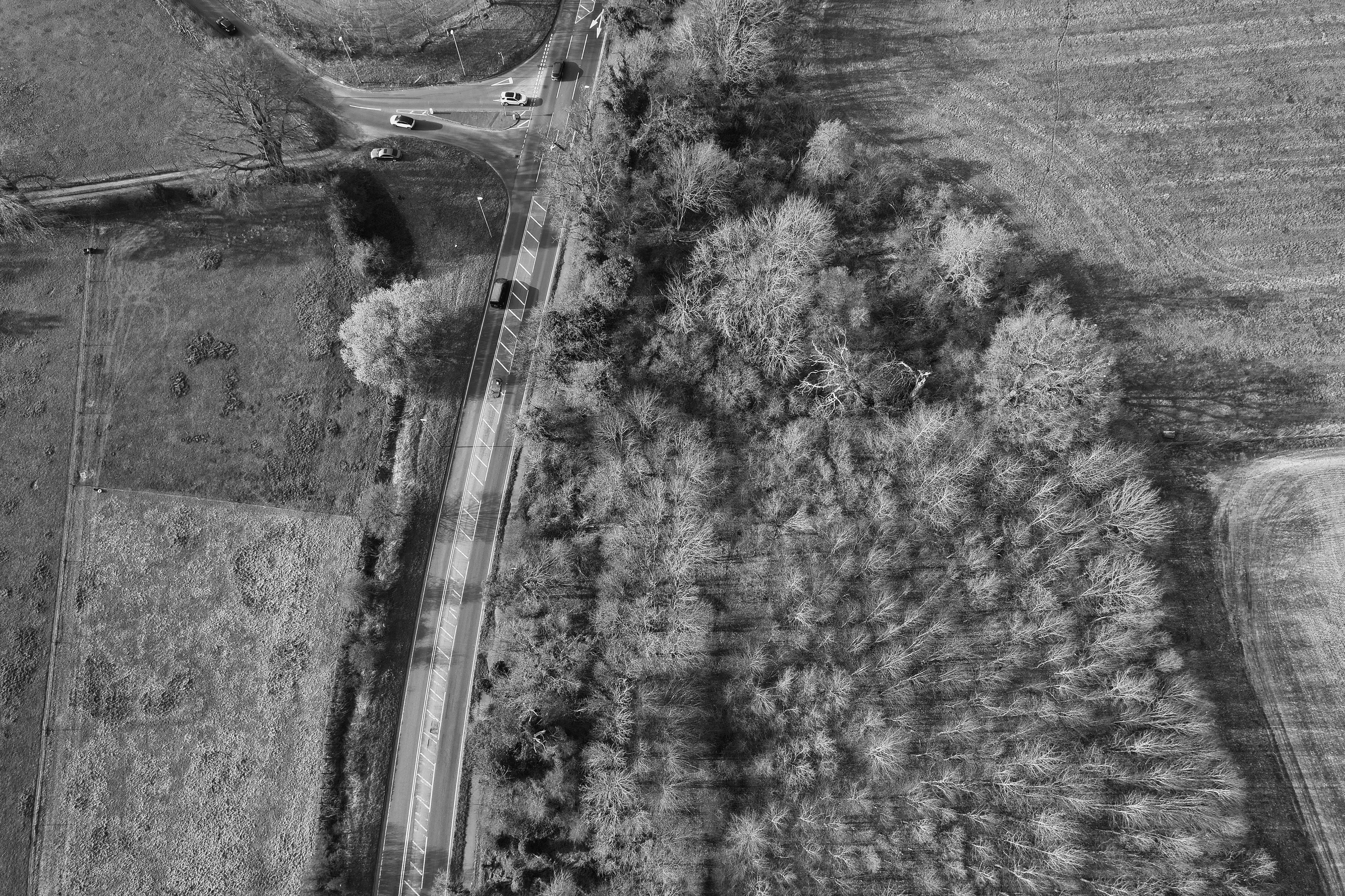 Aerial View of Trees and Road · Free Stock Photo