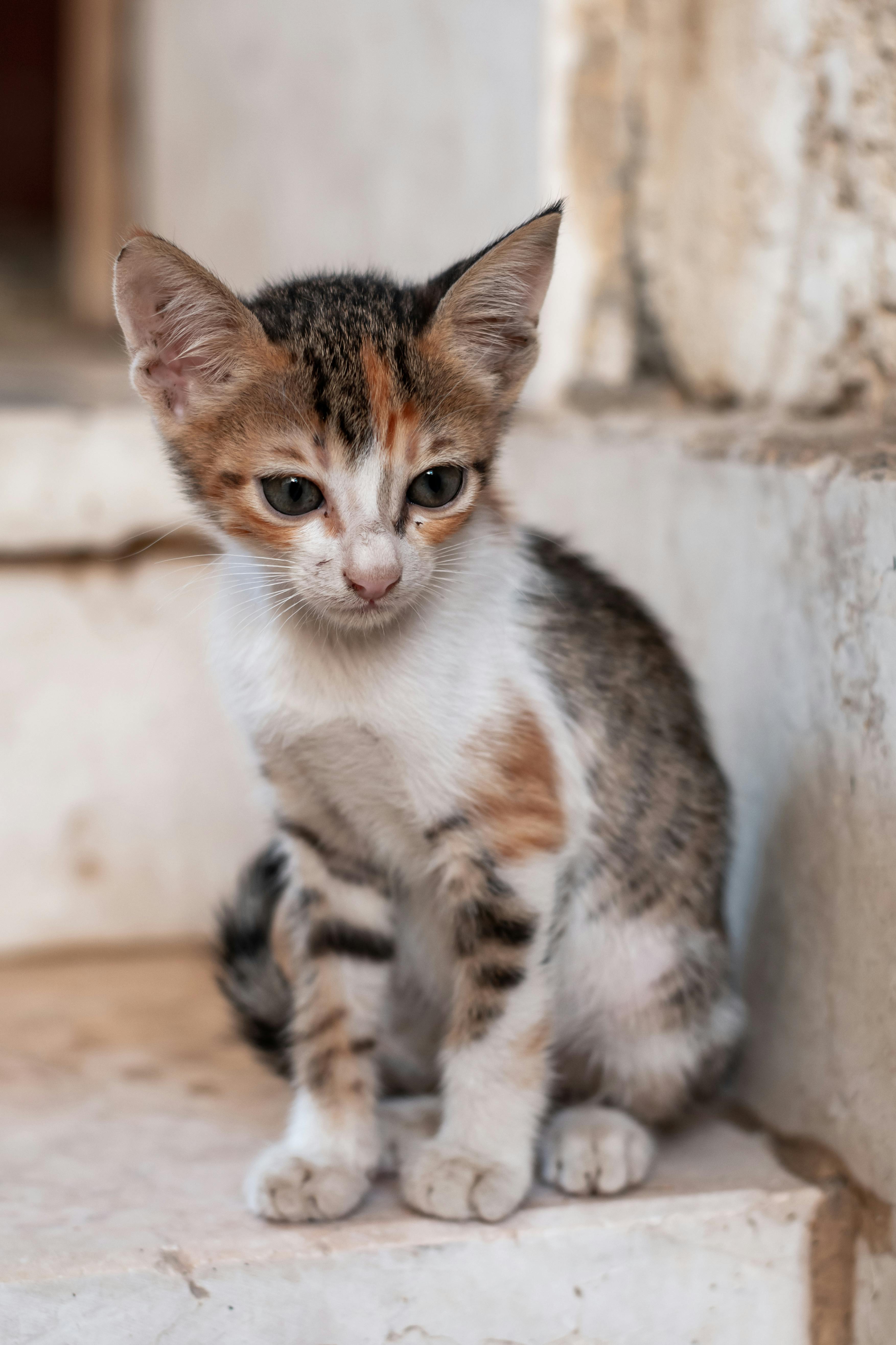 Tri Color Coat Photos, Download The BEST Free Tri Color Coat Stock ...