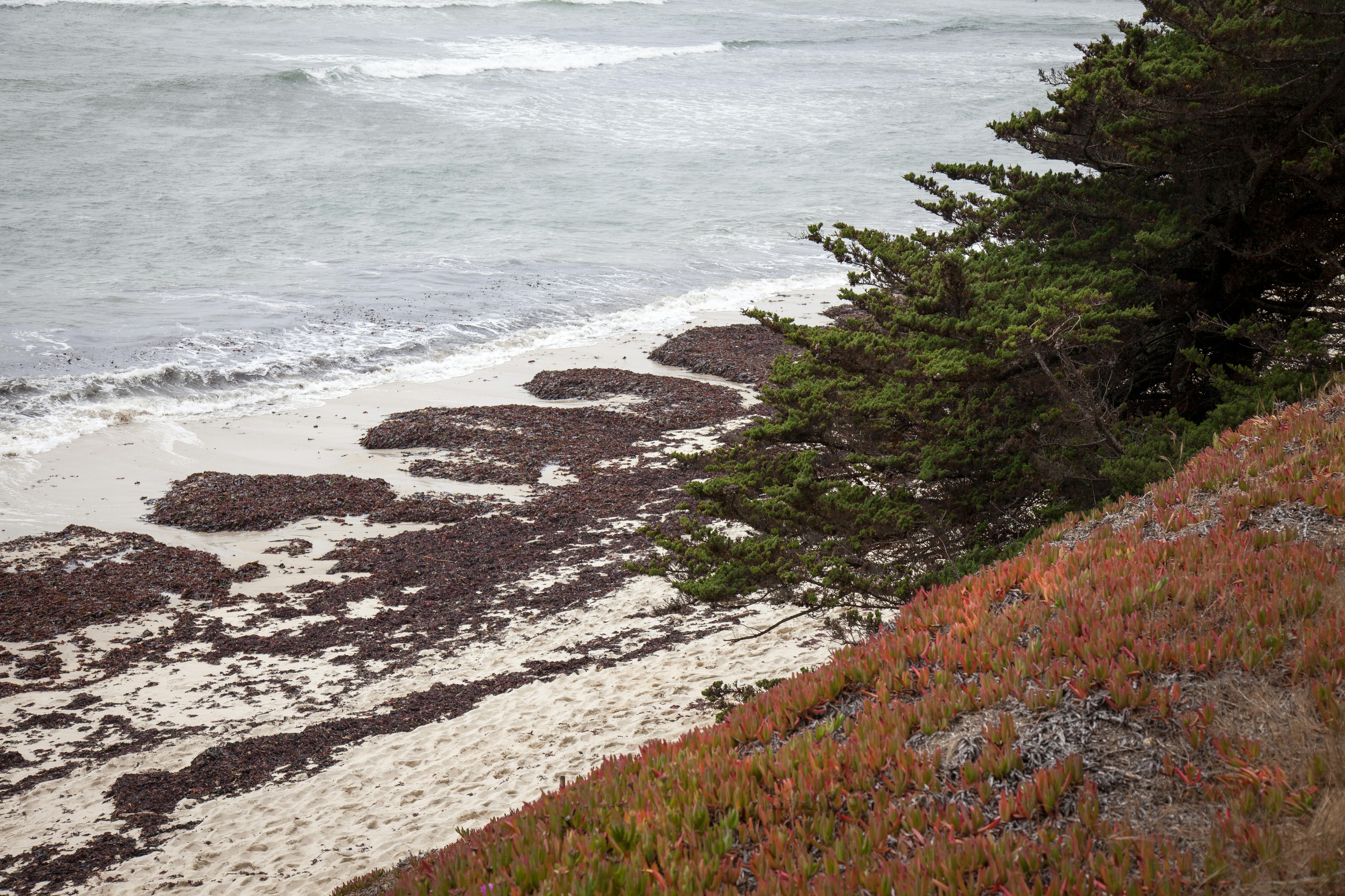 Photo of Plants On Sand · Free Stock Photo