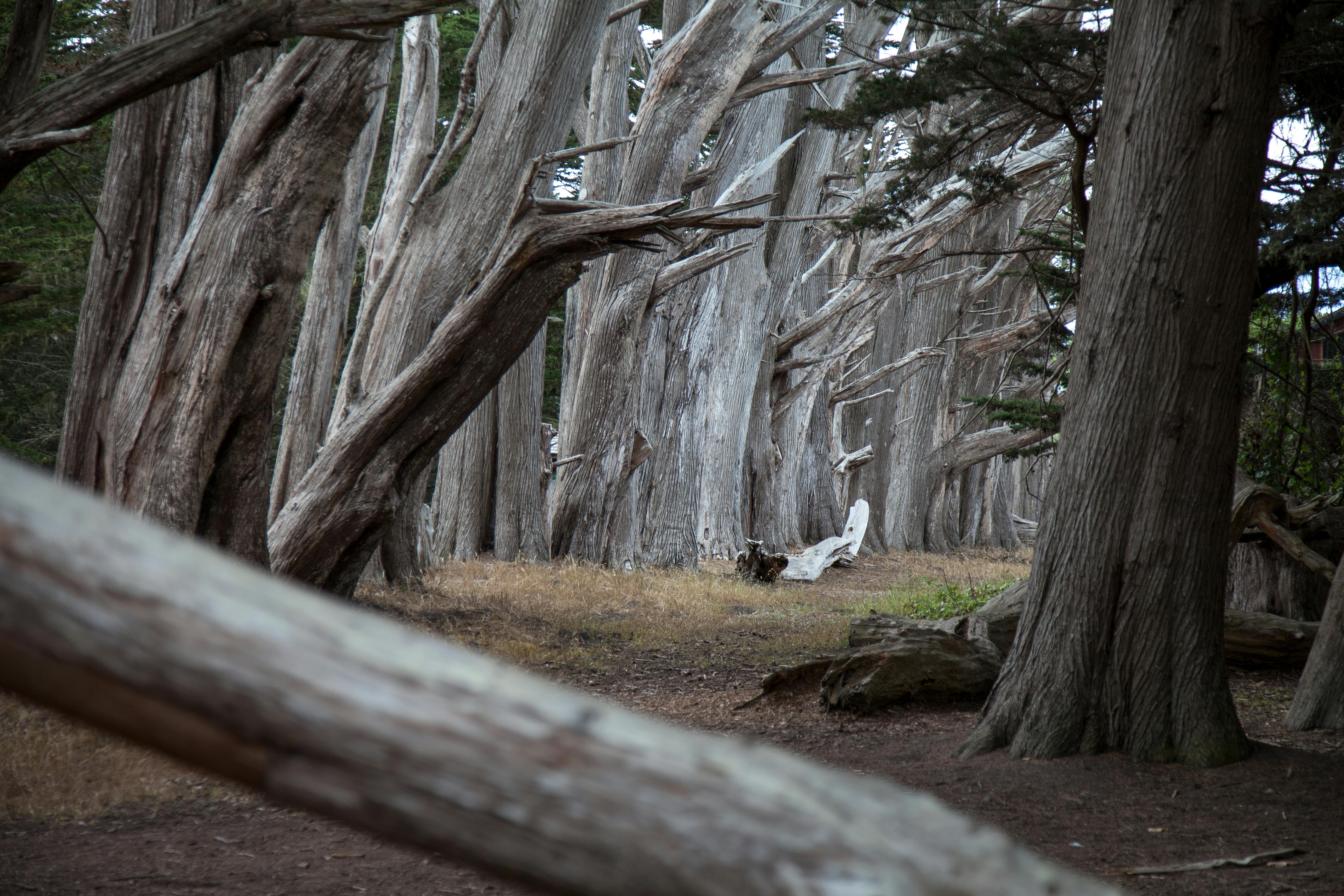 Tree Logs in the Forest Ground · Free Stock Photo