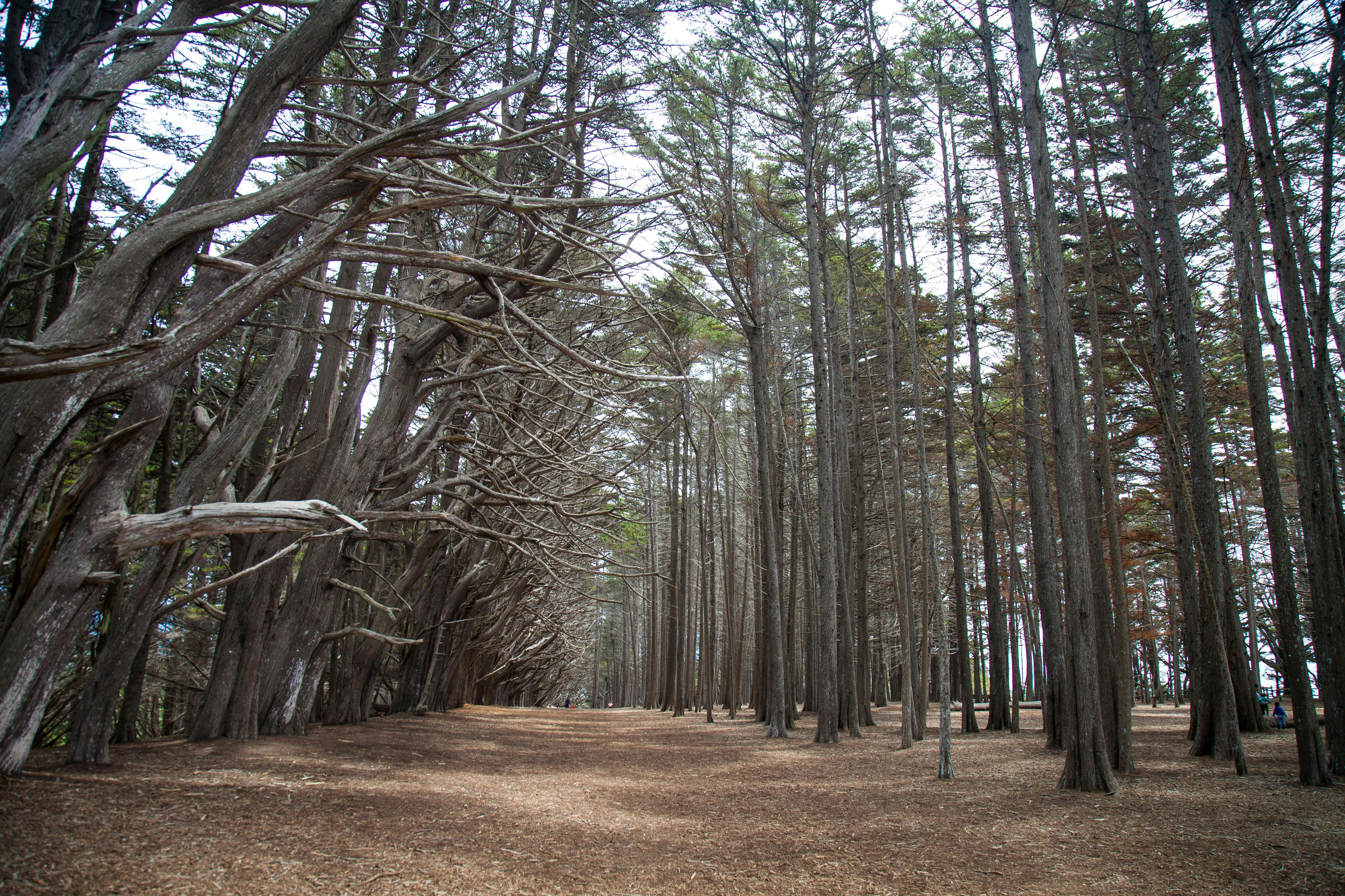 Footpath in Forest · Free Stock Photo