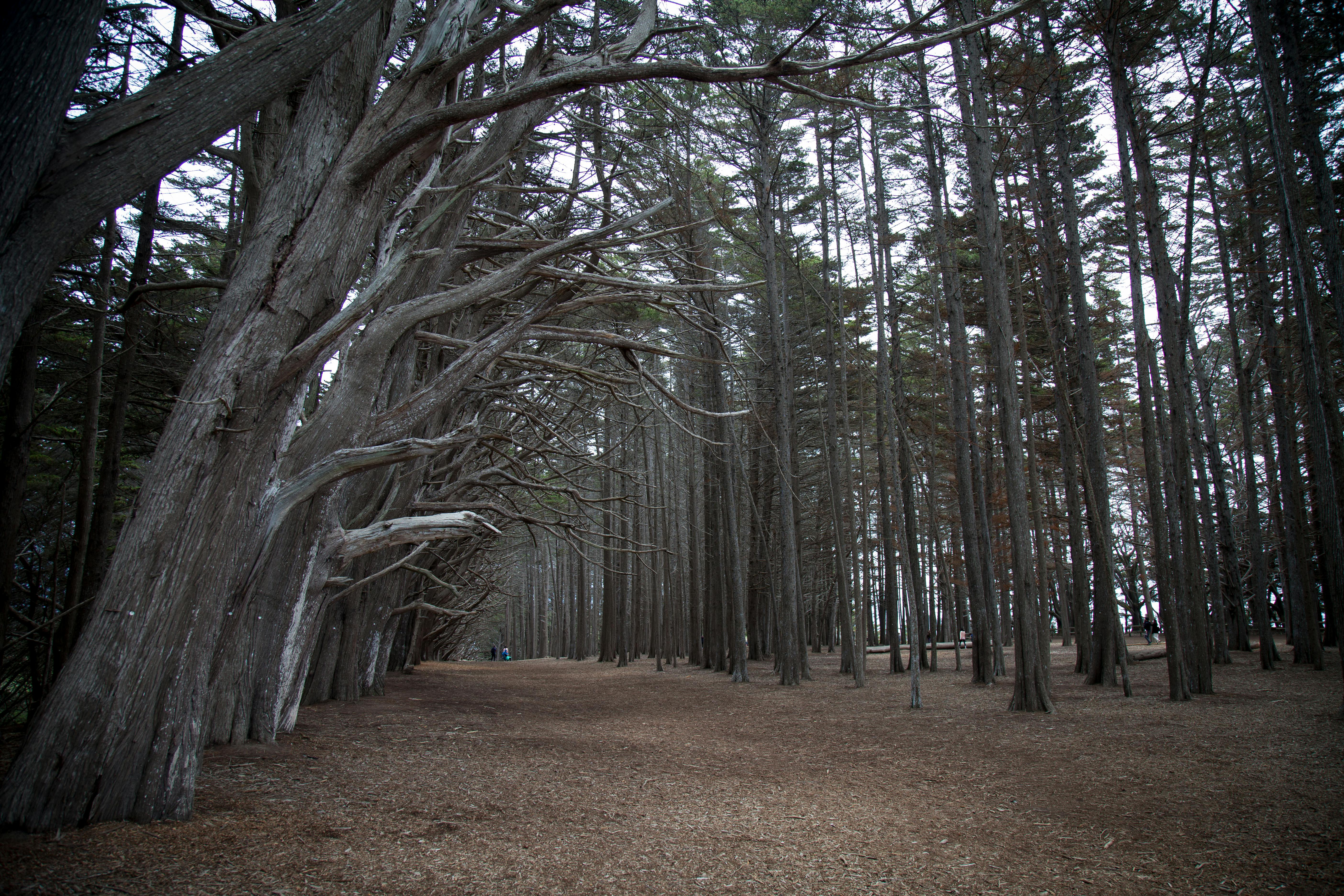 Pathway Surrounding by Trees · Free Stock Photo
