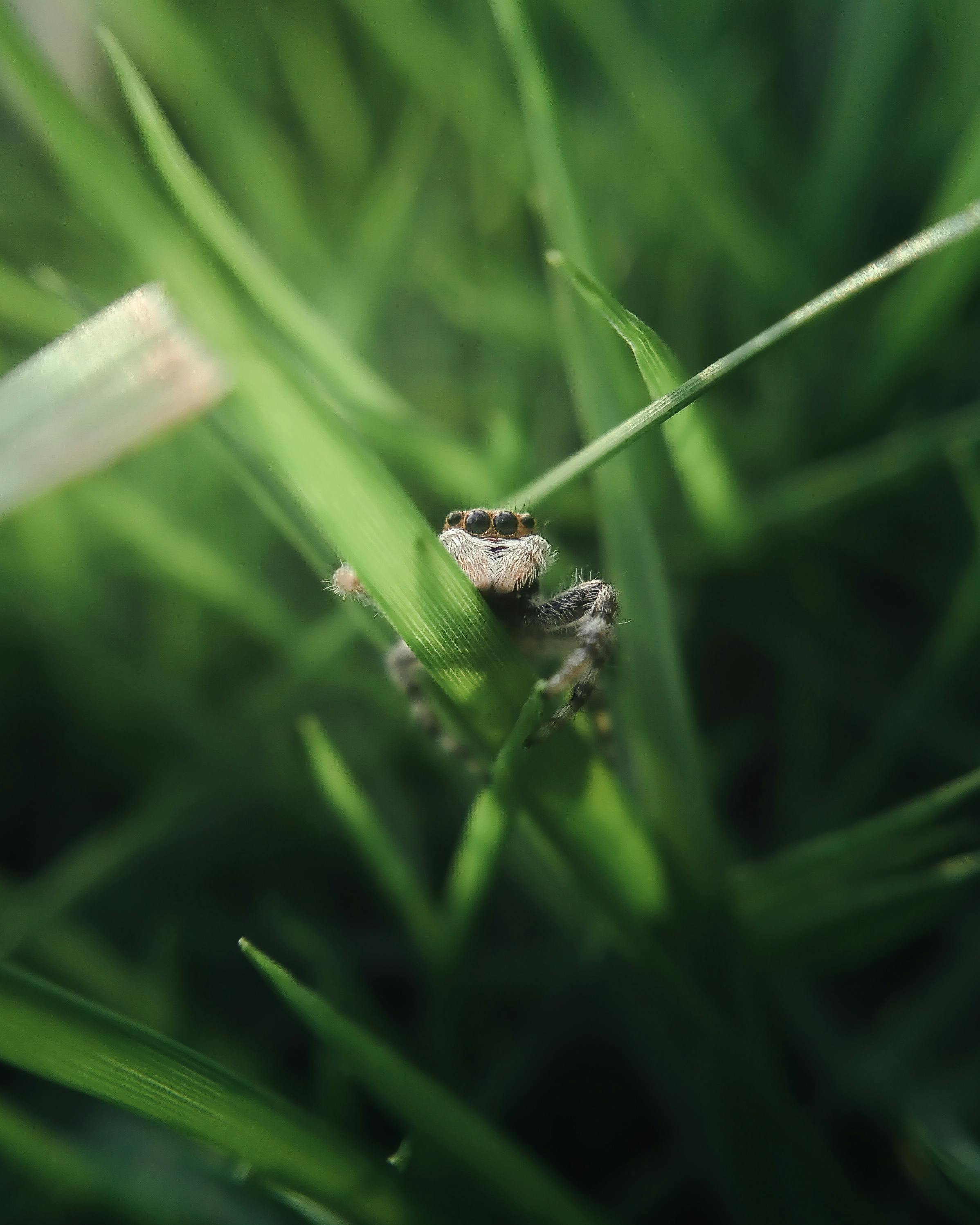 Striped Lynx Spider Photos, Download Free Striped Lynx Spider Stock ...